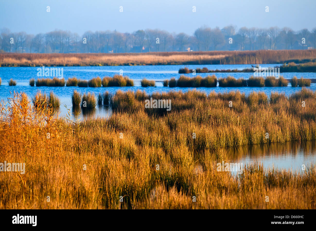 Grass in swamp hi-res stock photography and images - Alamy