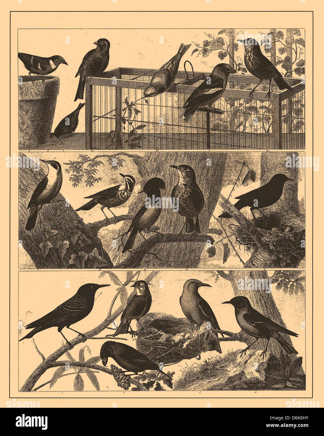 Birds anatomy reflect hi-res stock photography and images - Alamy