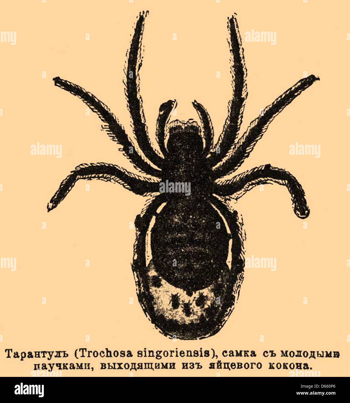 This 19th-century illustration from the Brockhaus & Efron Encyclopedic ...