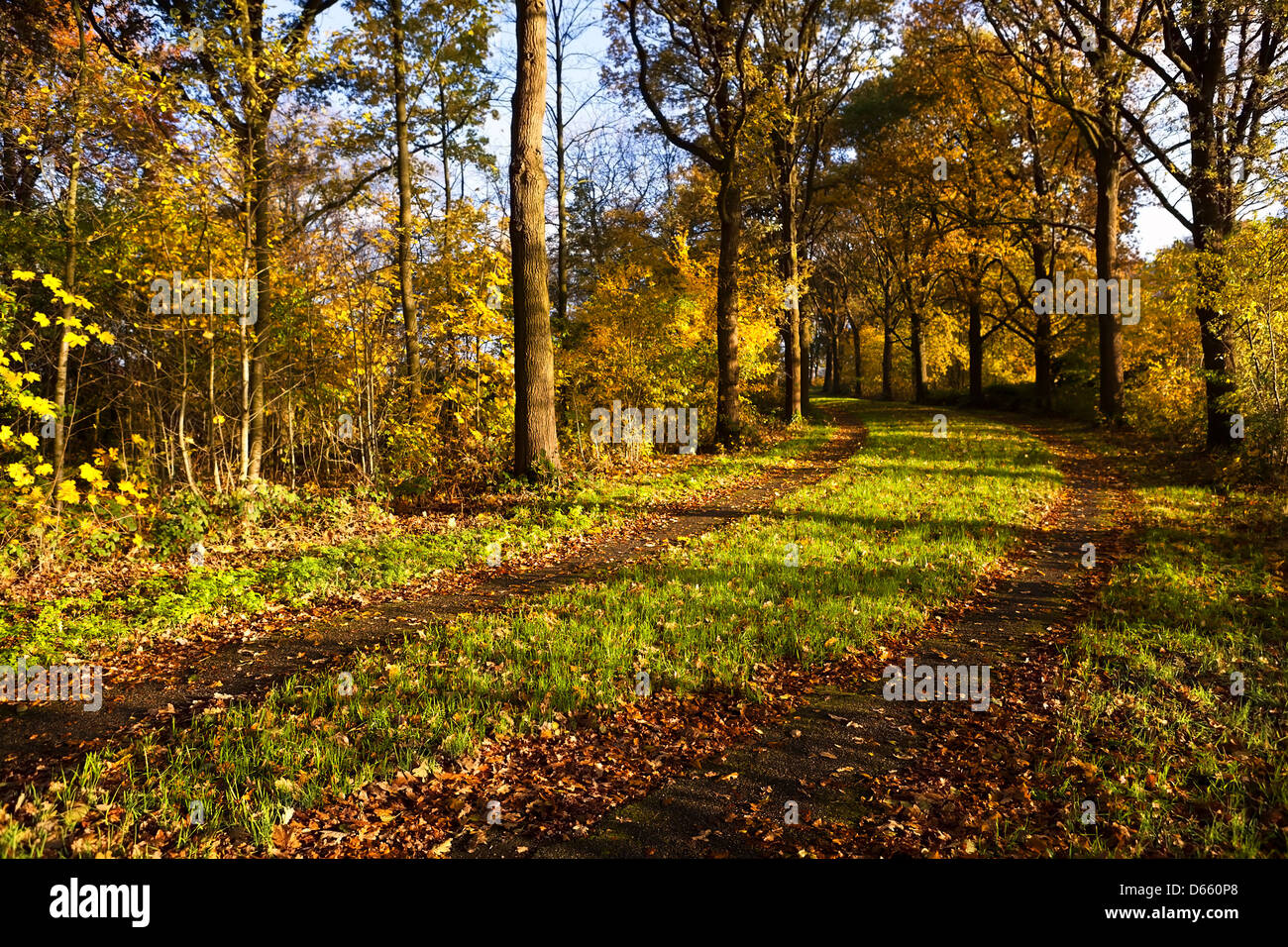 ground road in autumn forest Stock Photo - Alamy