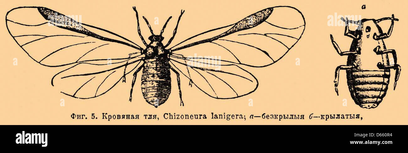An illustration of an insect from the Brockhaus and Efron Encyclopedic ...