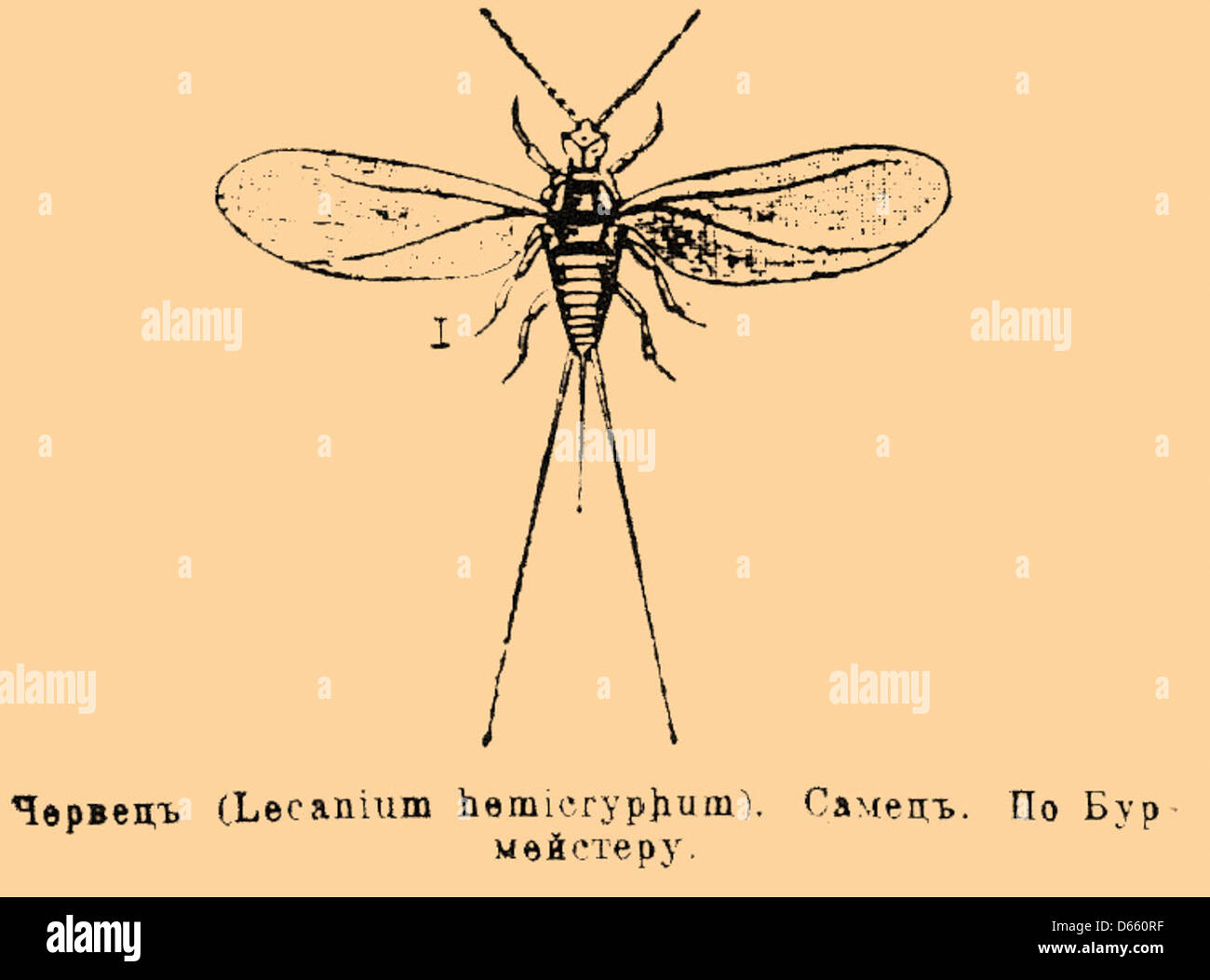 An illustration from the Brockhaus and Efron Encyclopedic Dictionary ...
