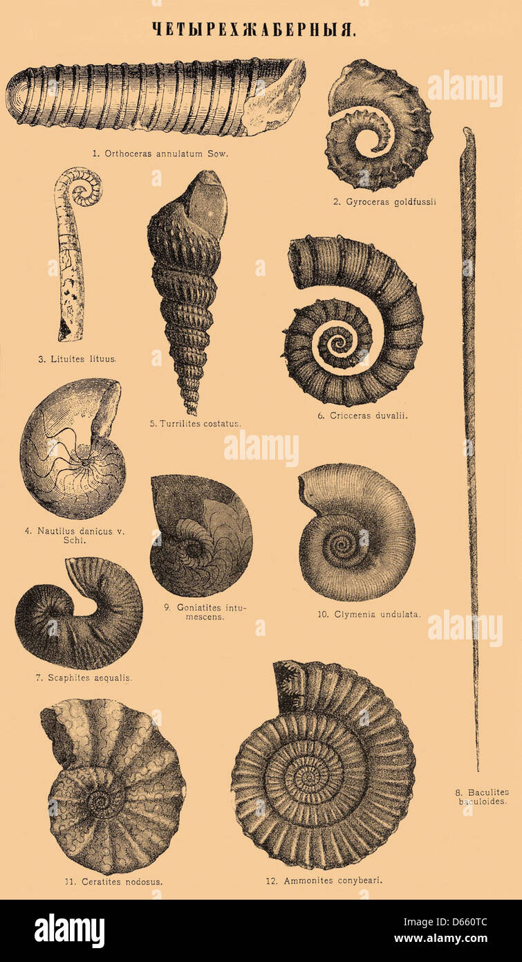 An illustration of cephalopods, including ammonites and nautiluses ...