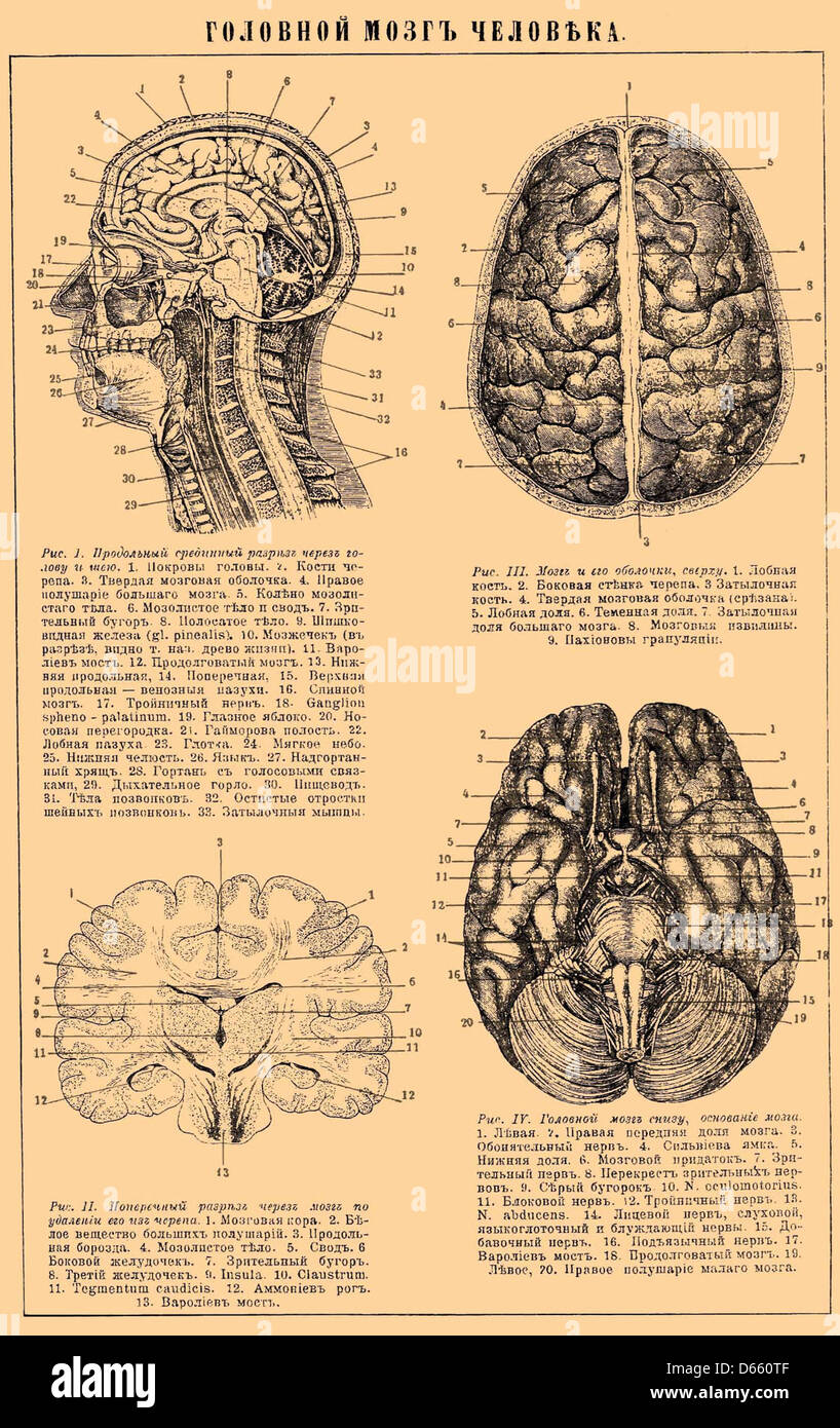 Human nervous system diagram hi-res stock photography and images - Alamy