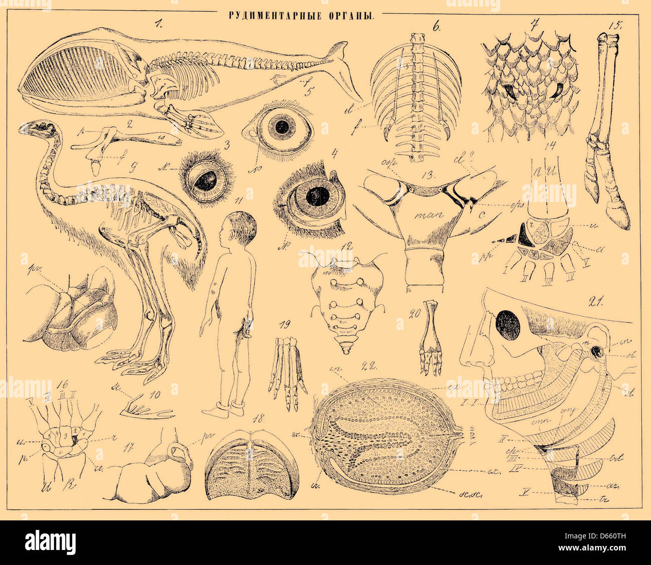 Human anomaly hi-res stock photography and images - Alamy