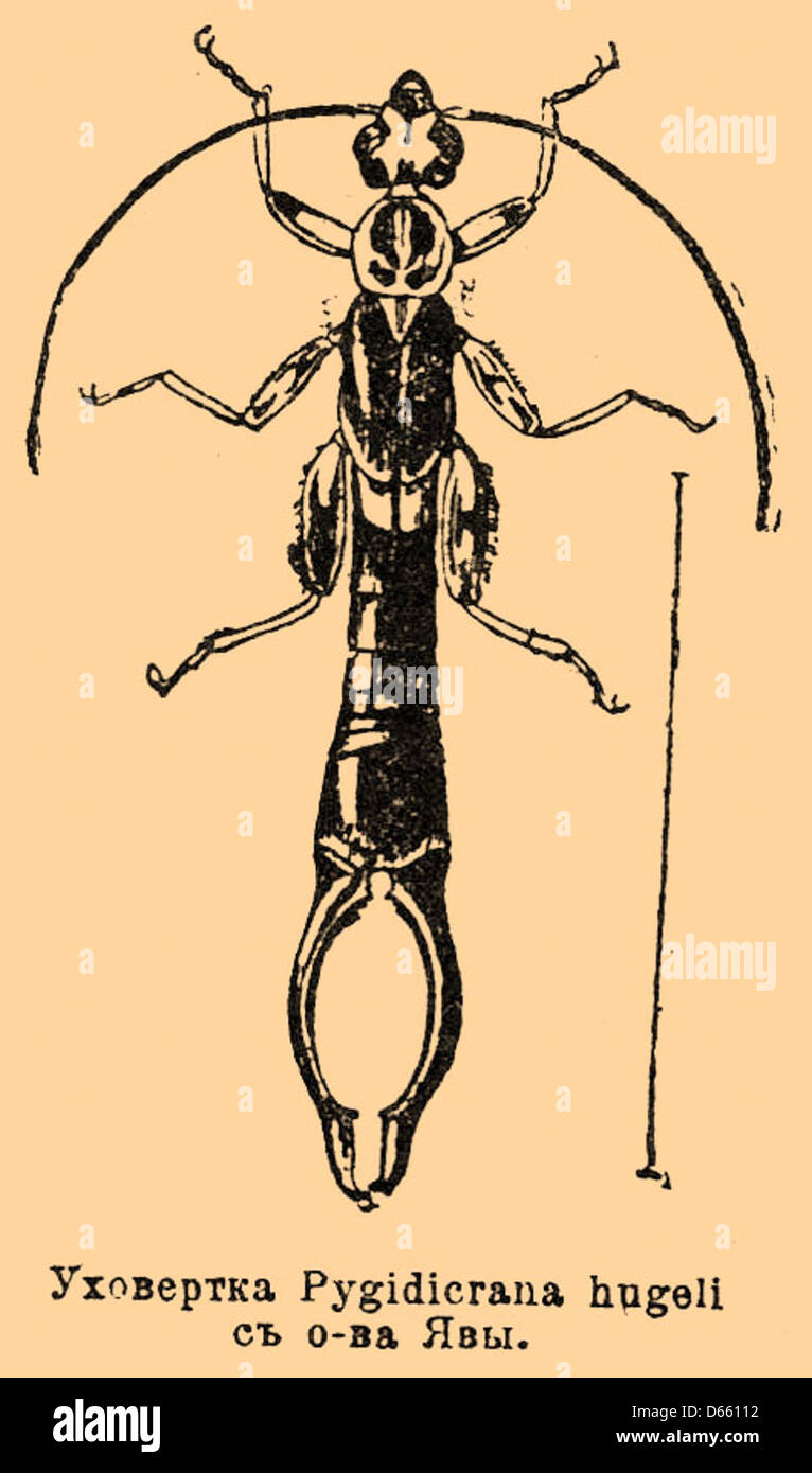 An insect illustration from the 1907 Brockhaus and Efron Encyclopedic ...