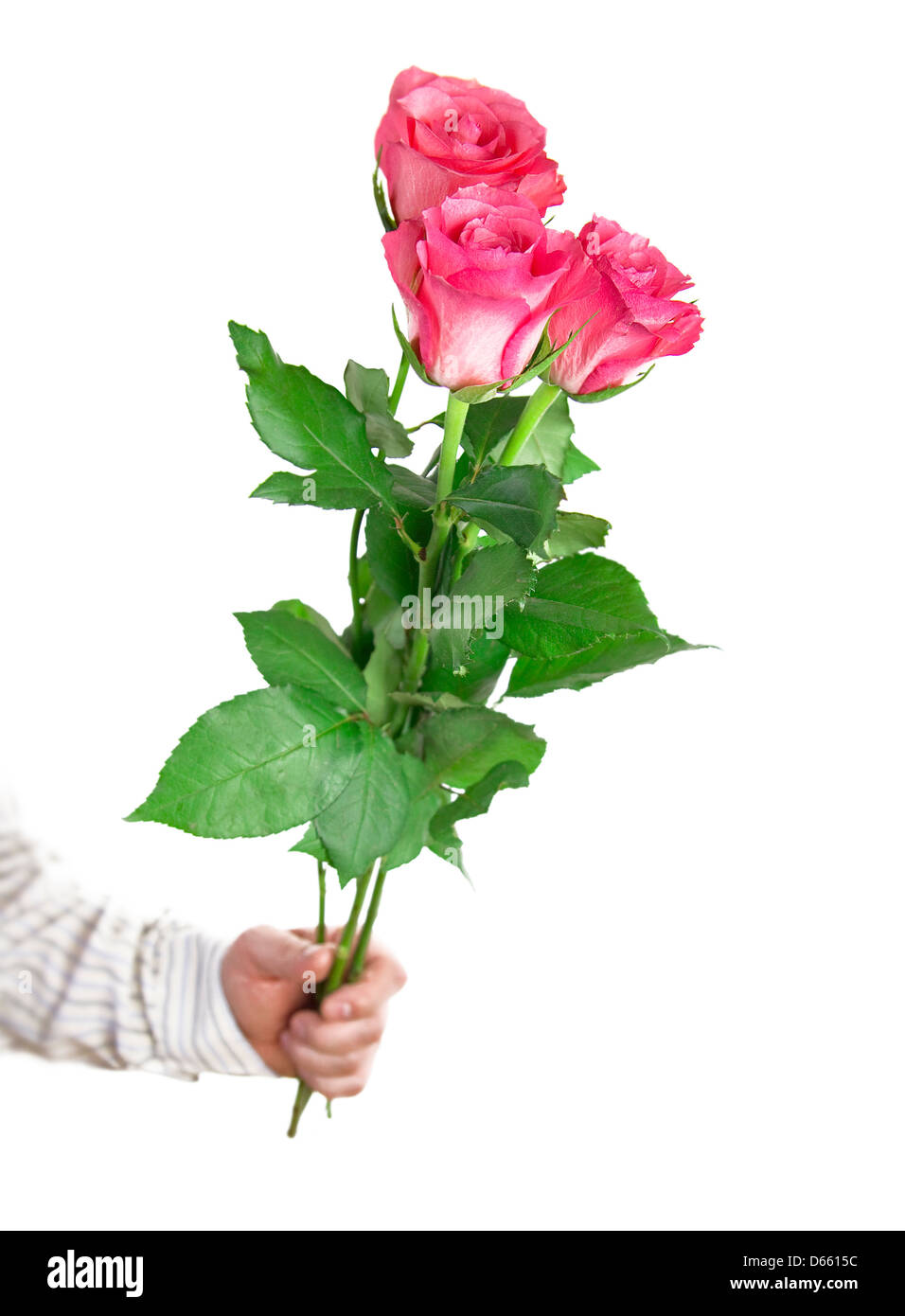 Hand holding red roses hi-res stock photography and images - Alamy