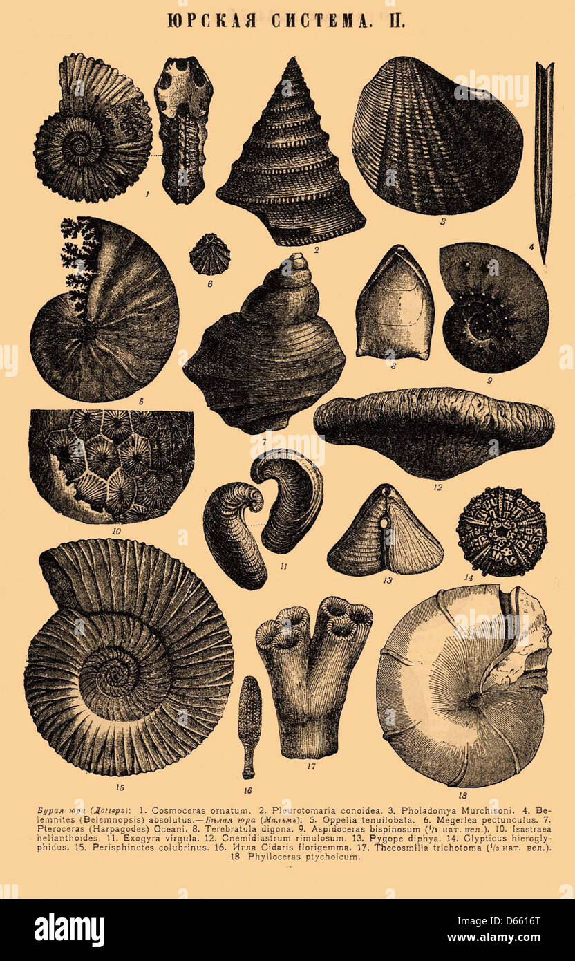 An illustration from the Brockhaus and Efron Encyclopedic Dictionary ...