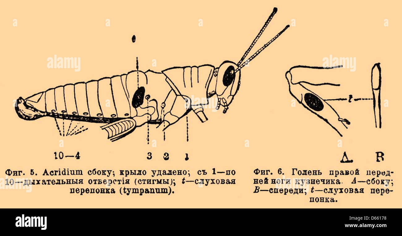 An illustration from the 1907 edition of the Brockhaus and Efron ...