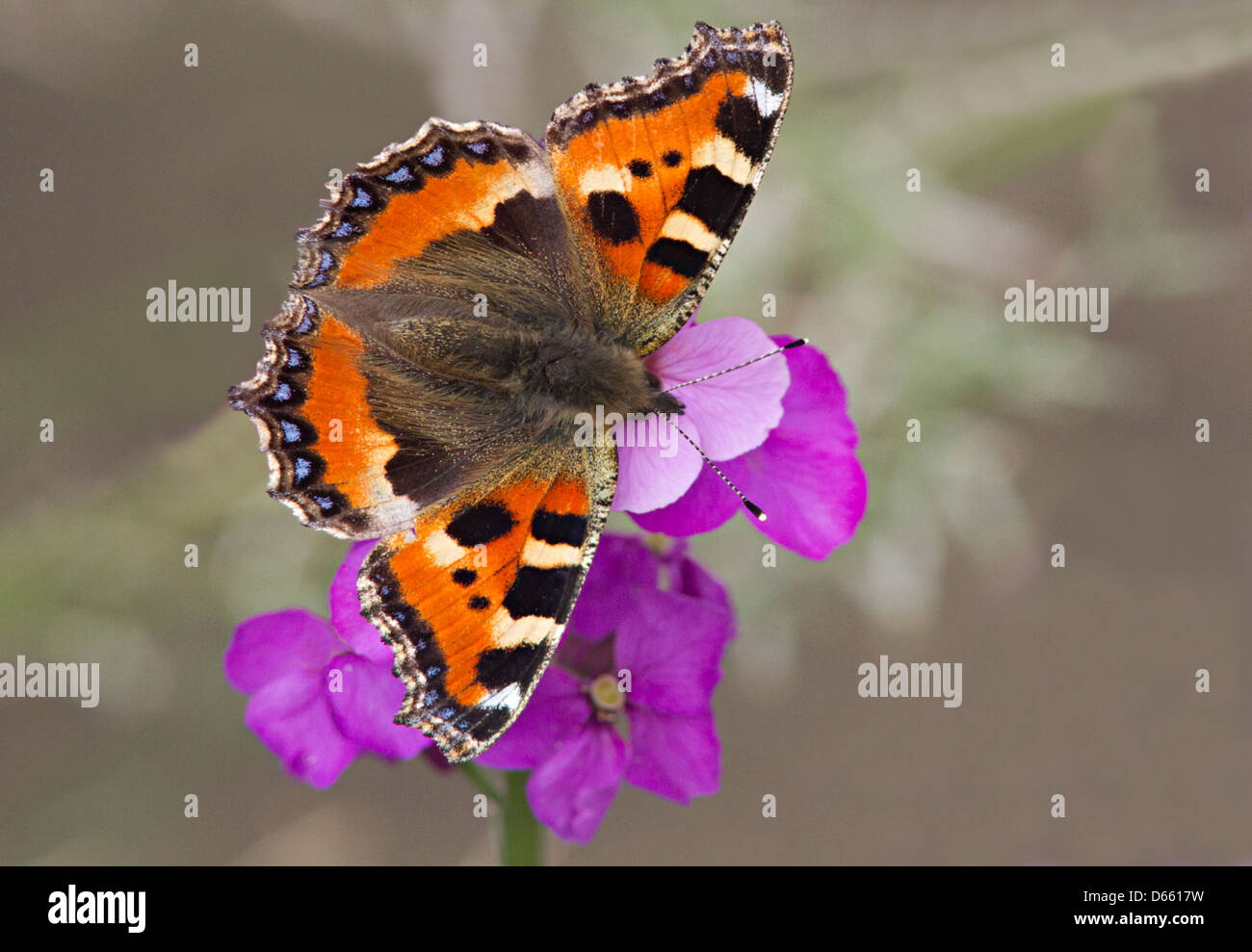 Common type butterfly hi-res stock photography and images - Alamy
