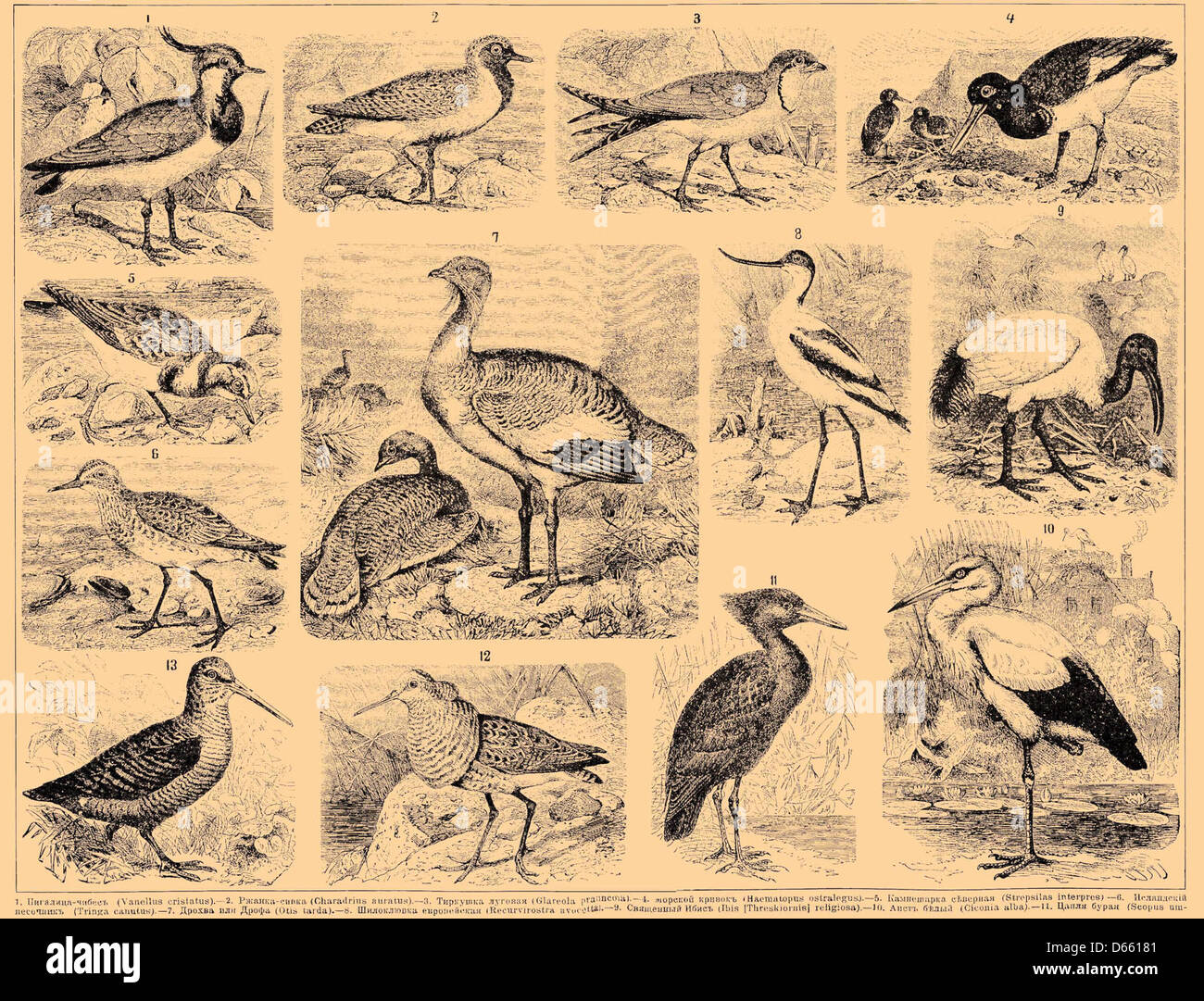 This illustration from the 1907 edition of the Brockhaus & Efron ...