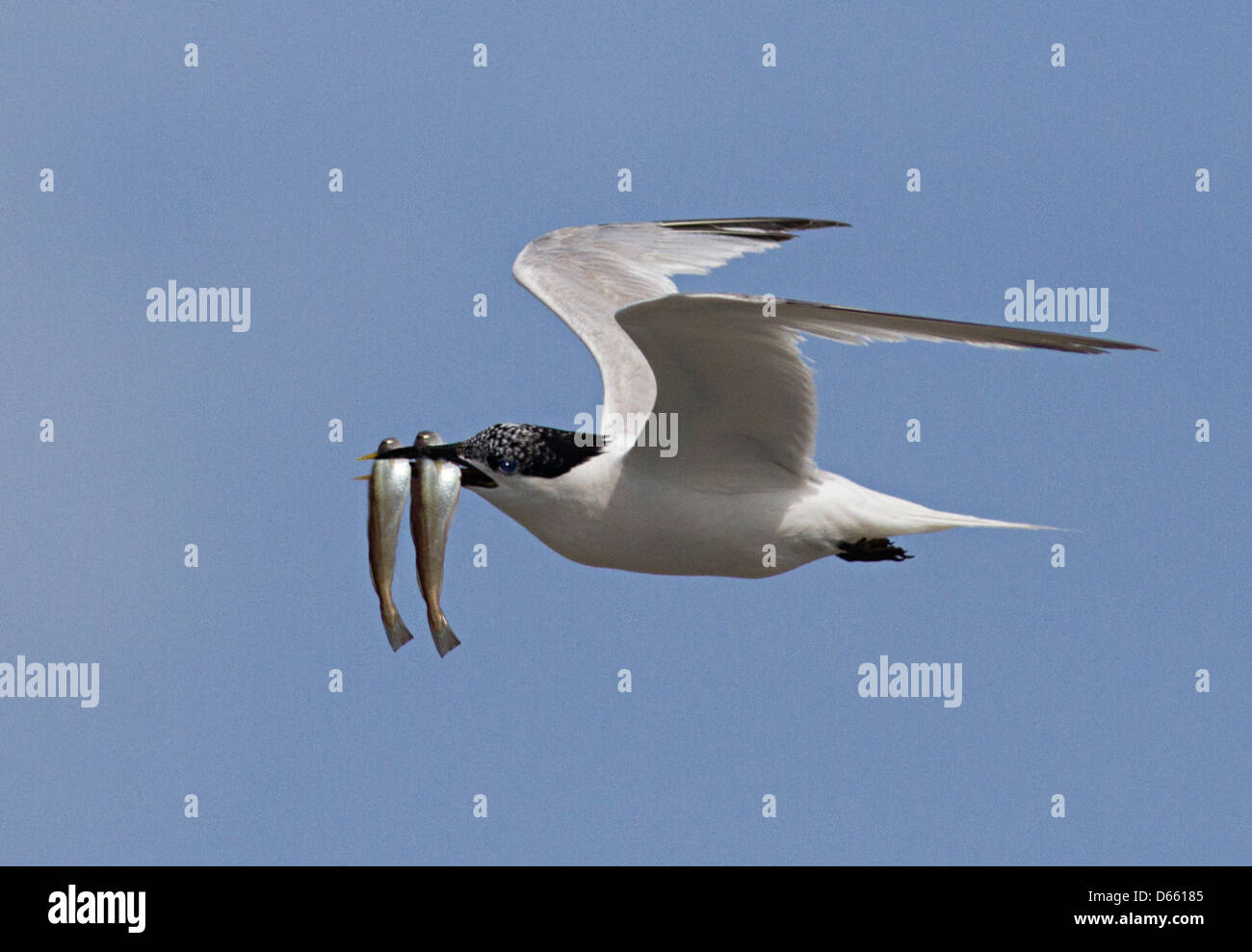 Juvenile sandwich tern hi-res stock photography and images - Alamy