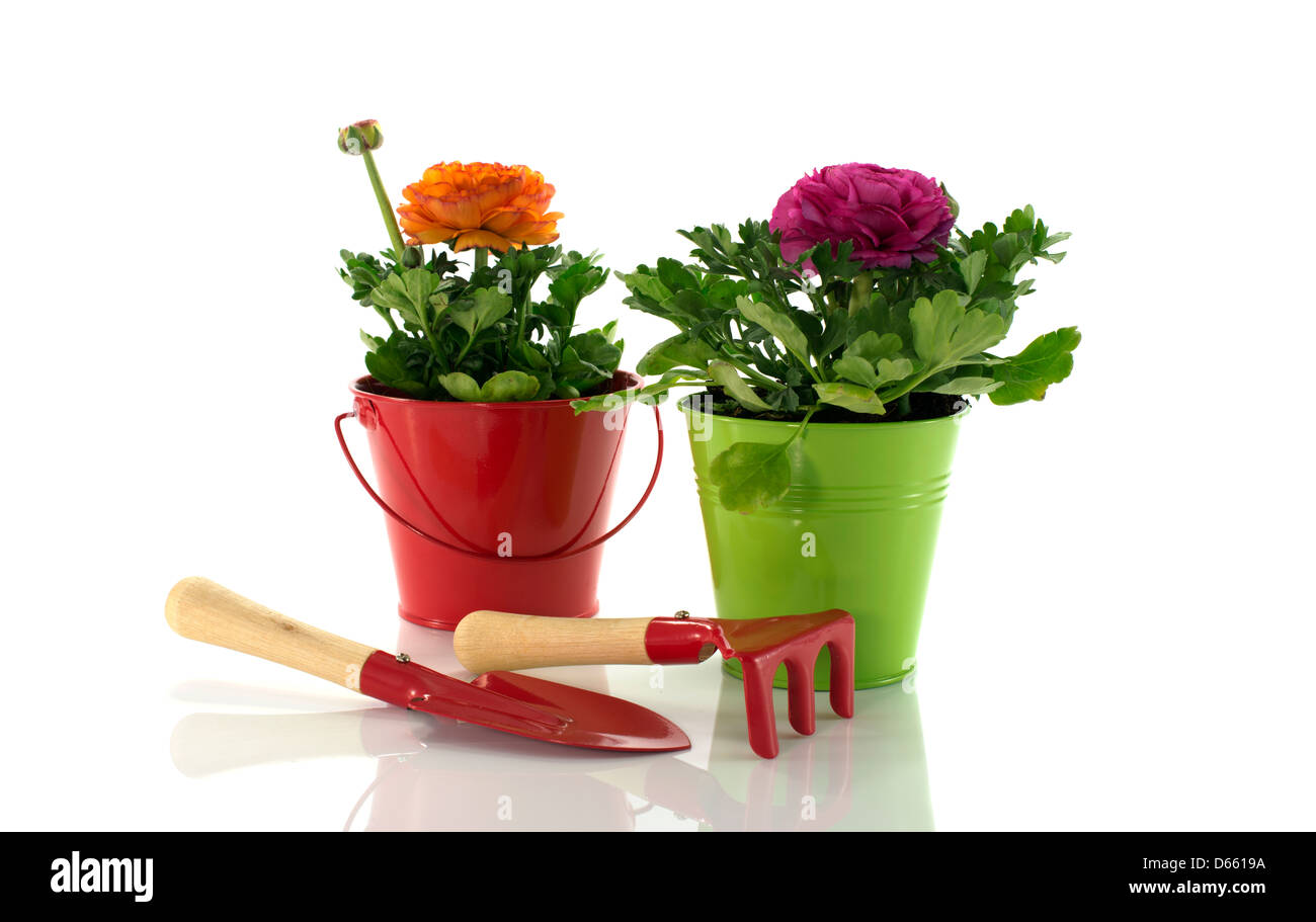 red and green bucket with spring flowers and gardening tools Stock ...