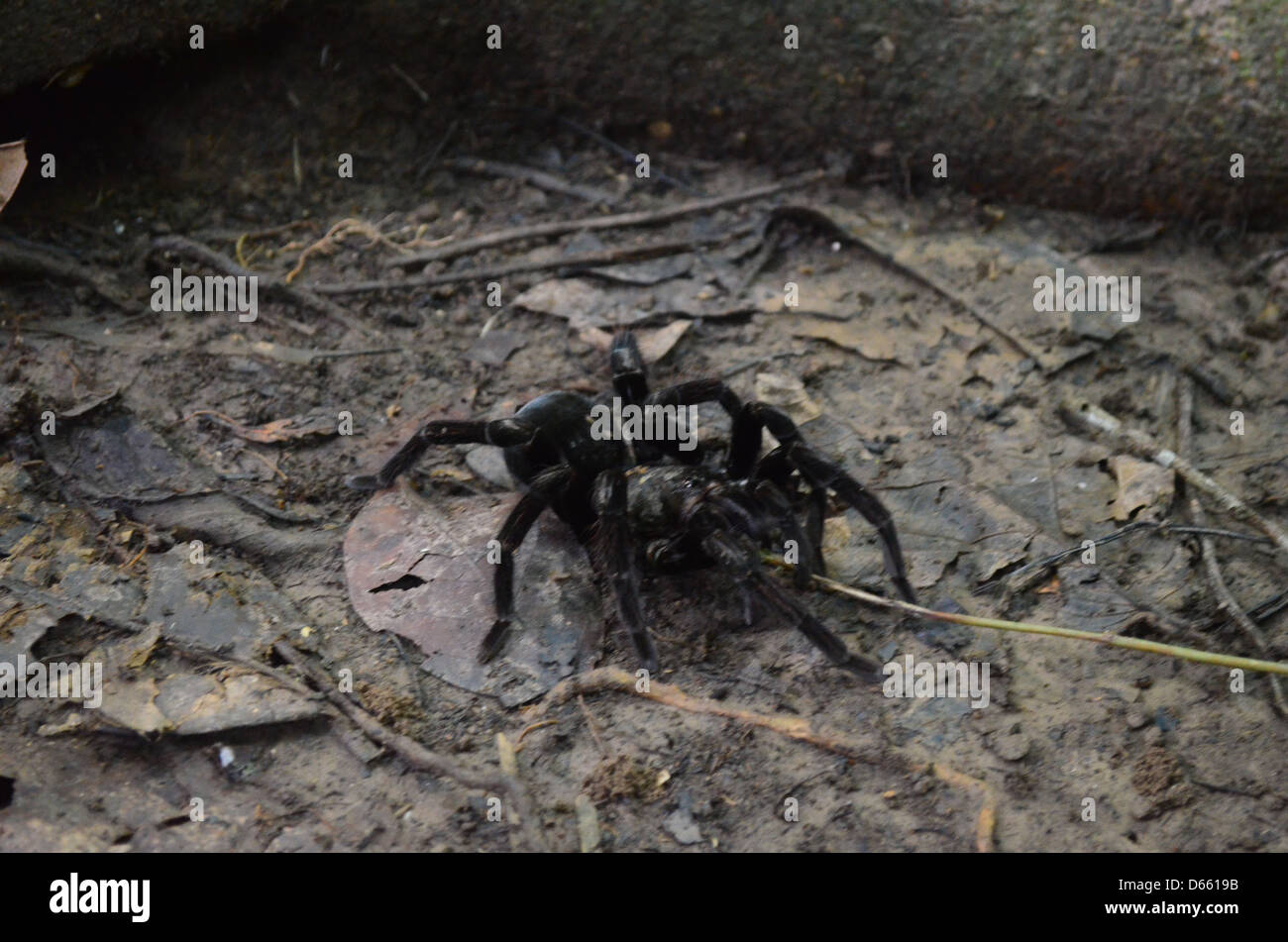 Amazon rainforest tarantula hi-res stock photography and images - Alamy