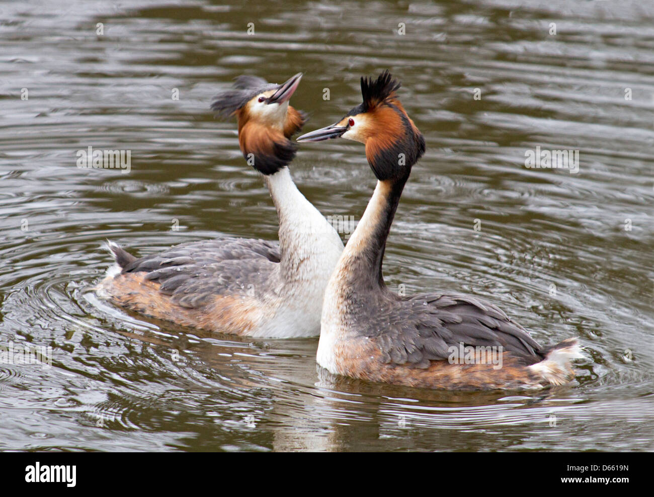 male and female great crested grebes Stock Photo - Alamy