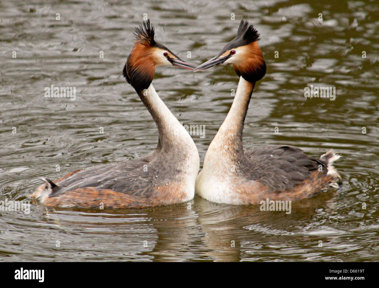 Great Crested Grebe High Resolution Stock Photography and Images - Alamy
