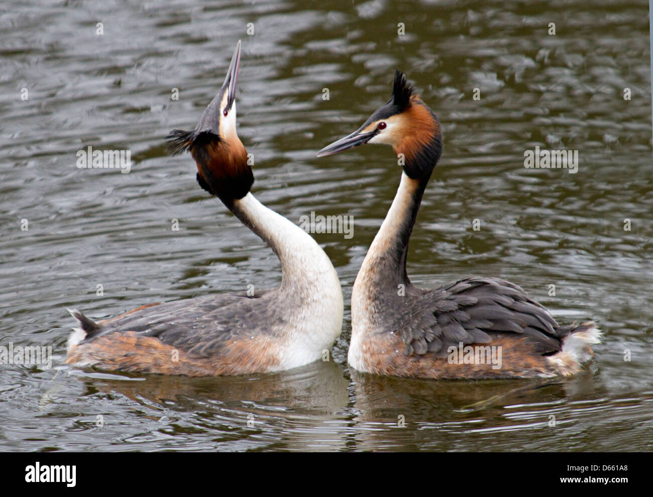 Largest Grebe High Resolution Stock Photography and Images - Alamy