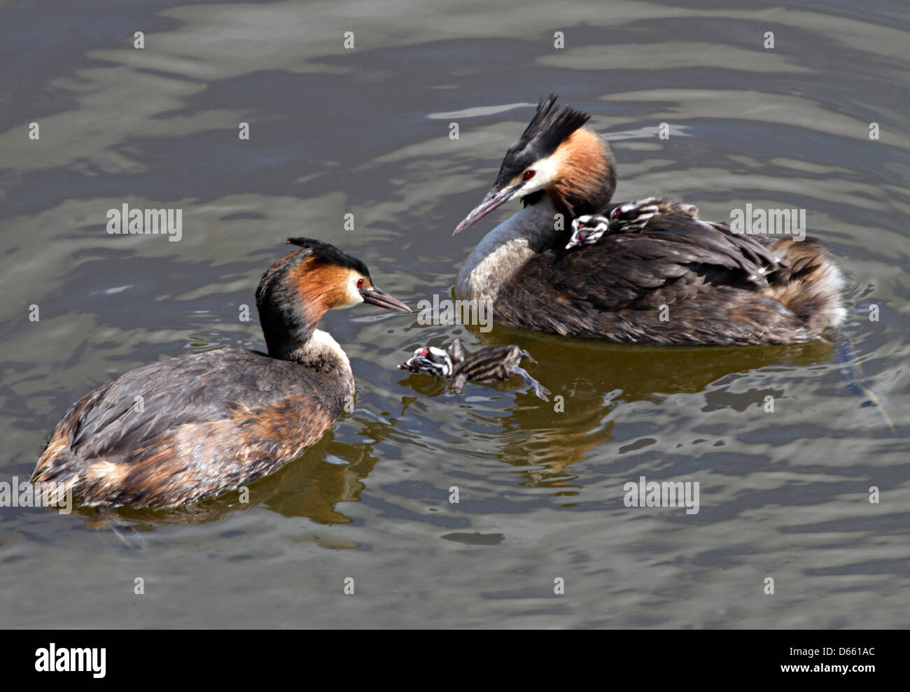 adult great crested grebes with their two chicks Stock Photo - Alamy