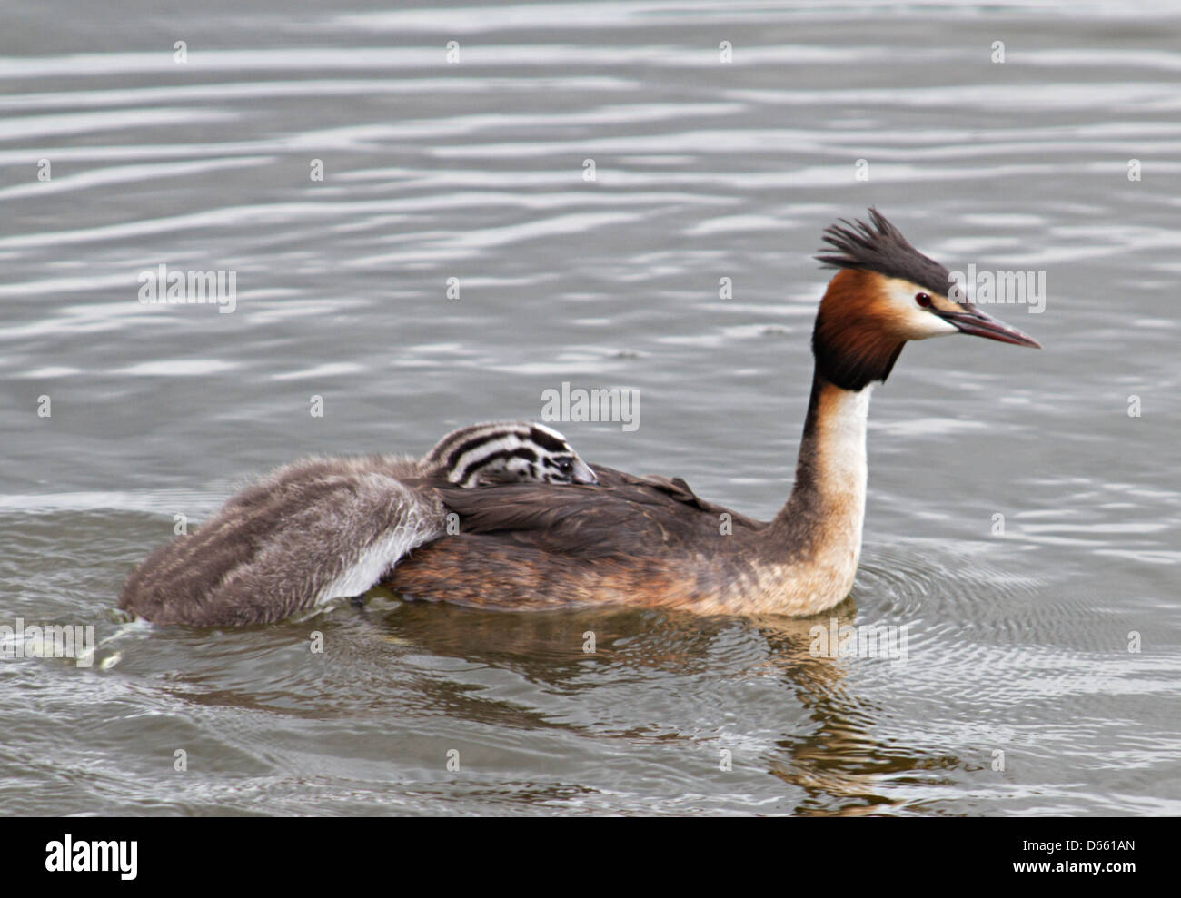 adult great crested grebe with large chick Stock Photo - Alamy