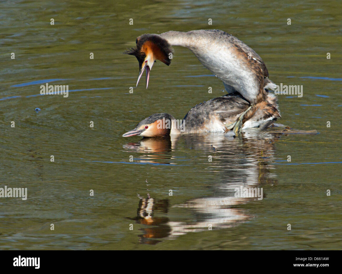 great crested grebes mating Stock Photo - Alamy