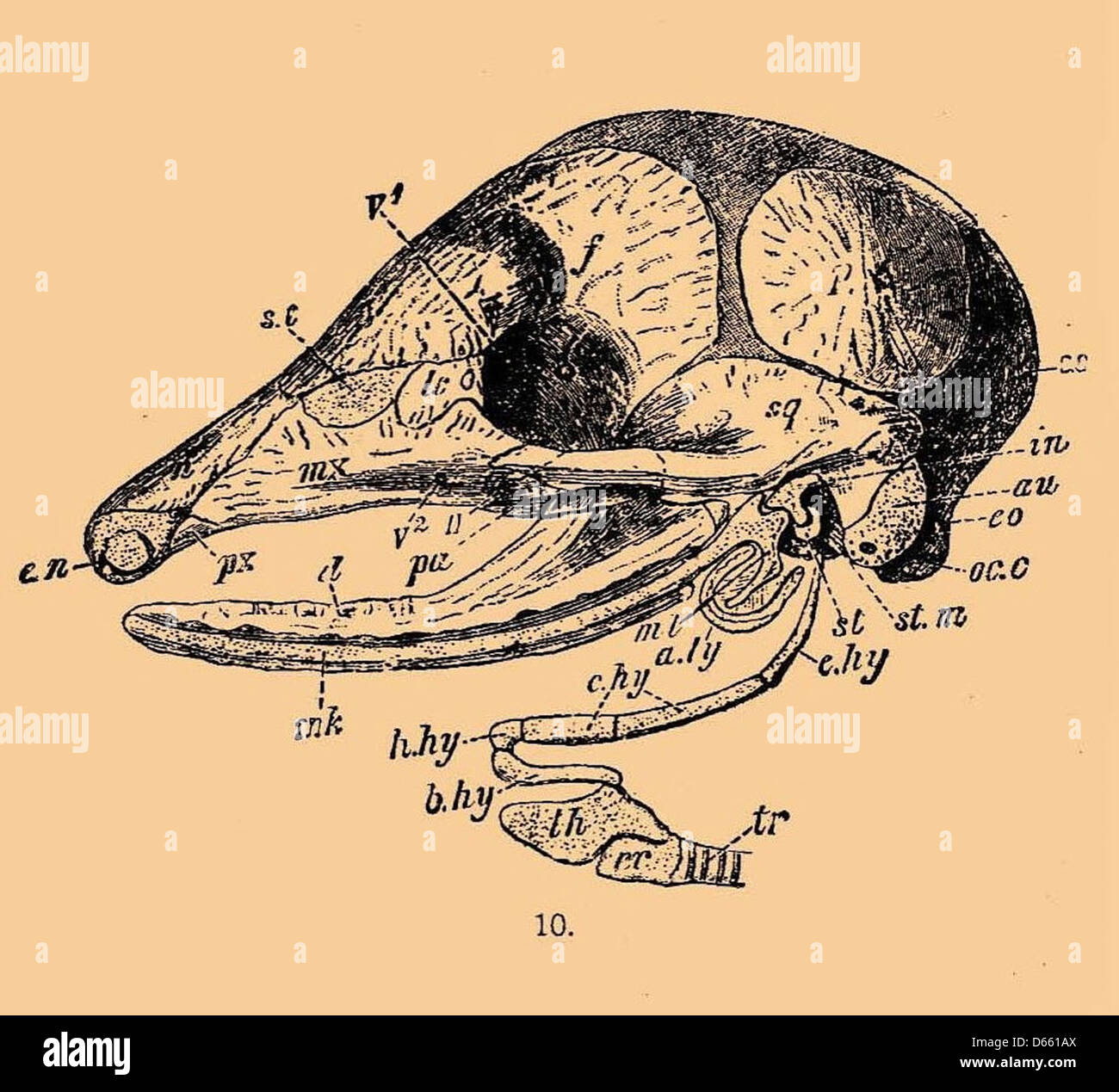 An illustration from the Brockhaus and Efron Encyclopedic Dictionary ...
