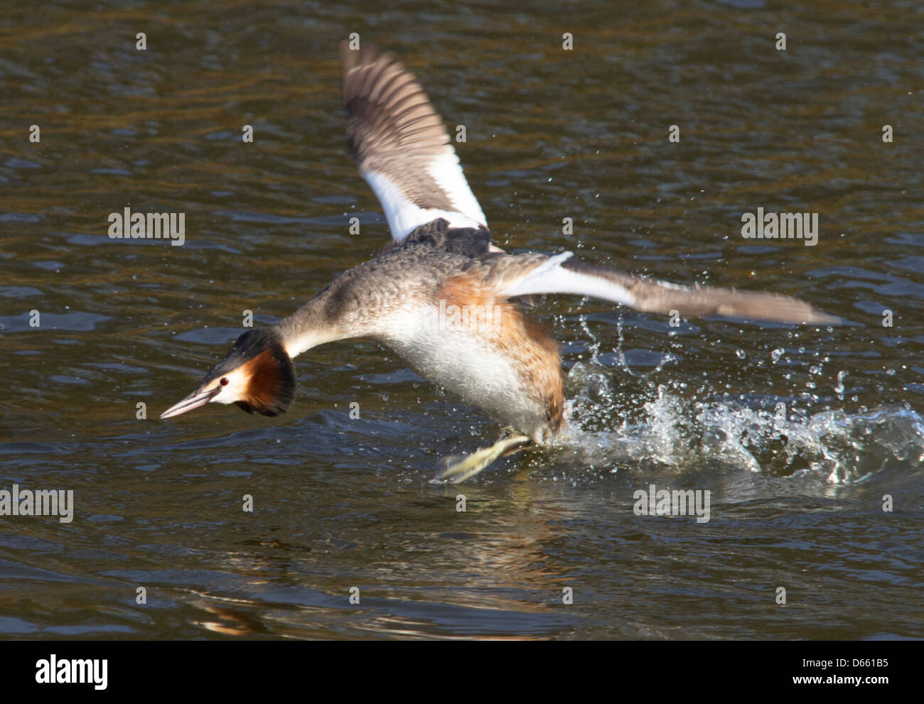 Grebe feet hi-res stock photography and images - Alamy