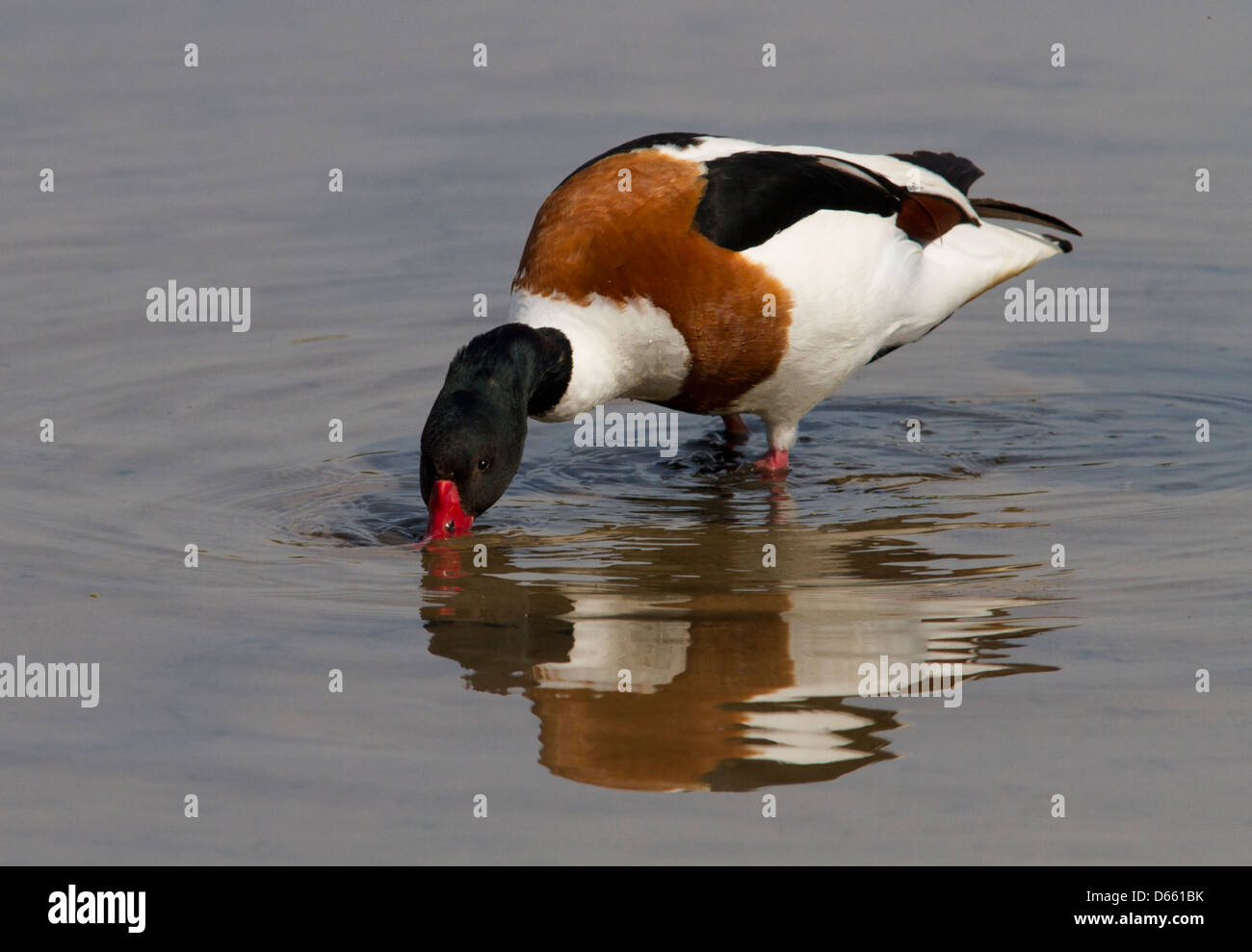 Black and white shelduck hi-res stock photography and images - Alamy