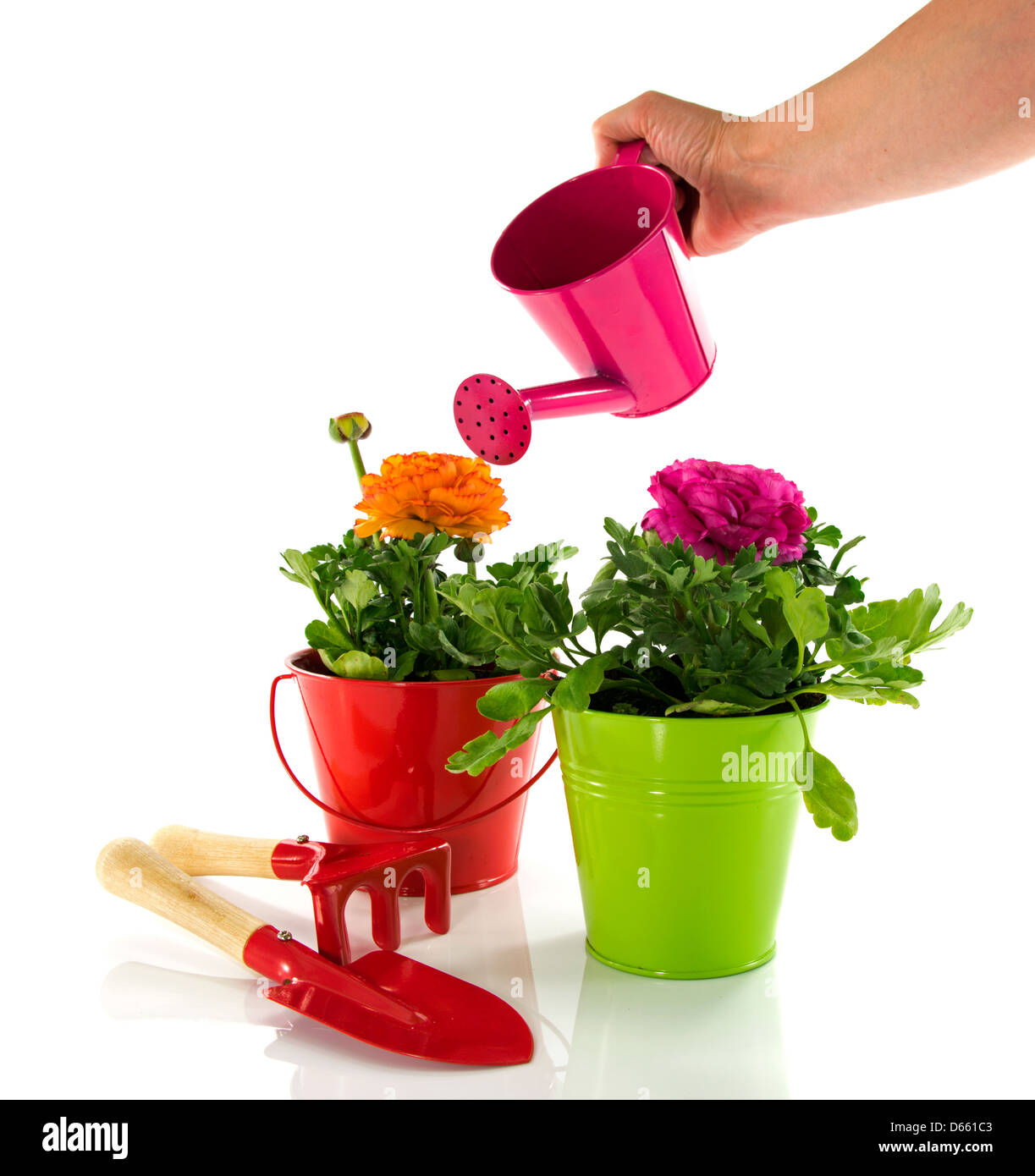 lady hand with watering can,red and green bucket with spring flowers ...