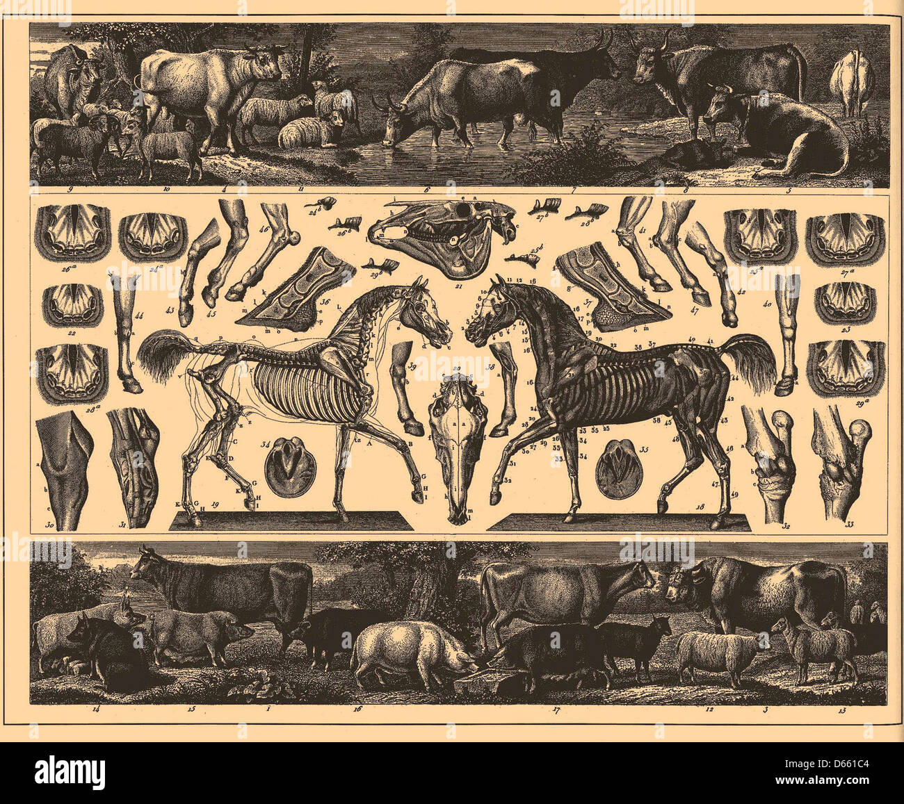 Horse anatomy drawing hi-res stock photography and images - Alamy