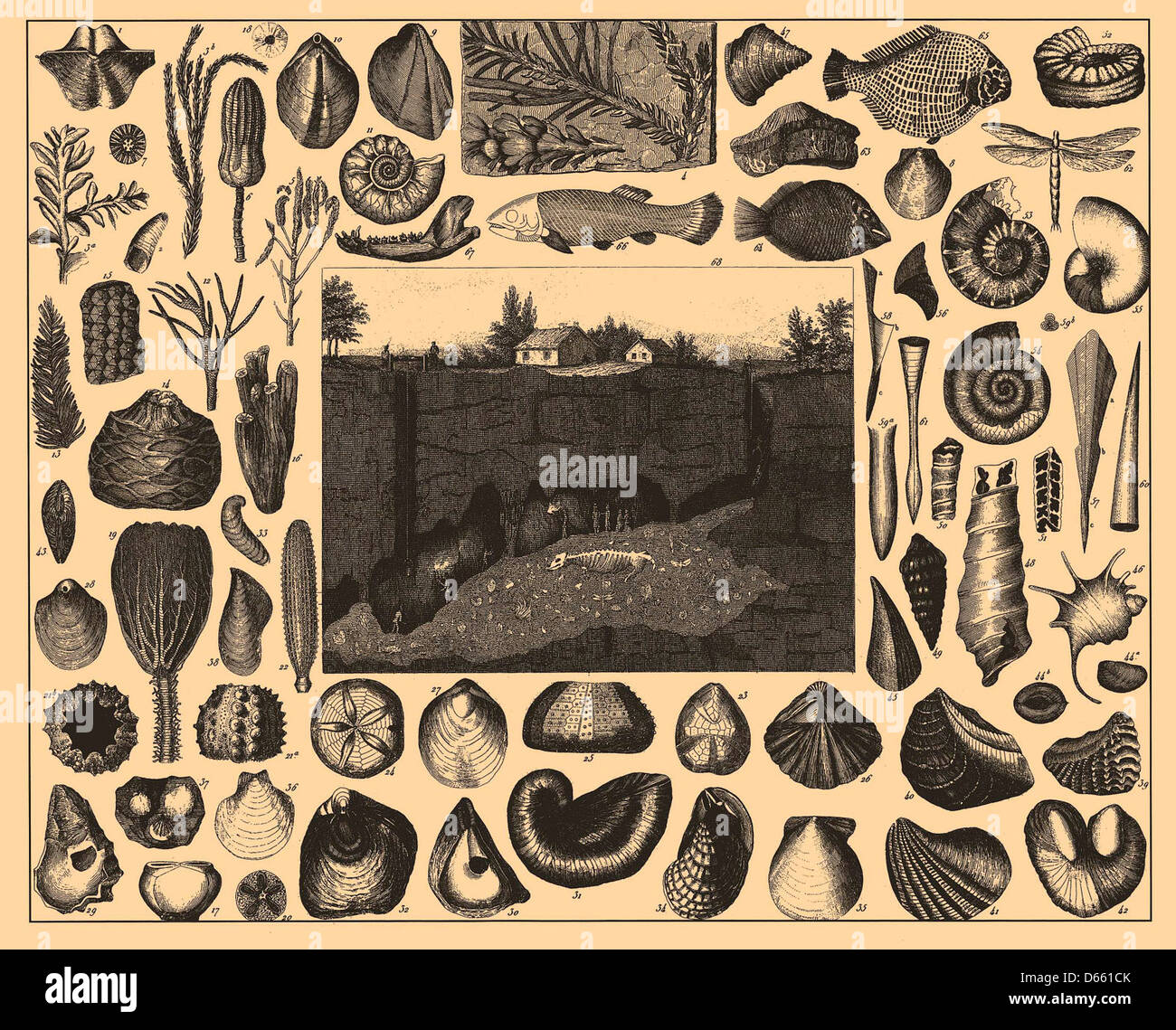 An illustration from the Brockhaus and Efron Encyclopedic Dictionary ...