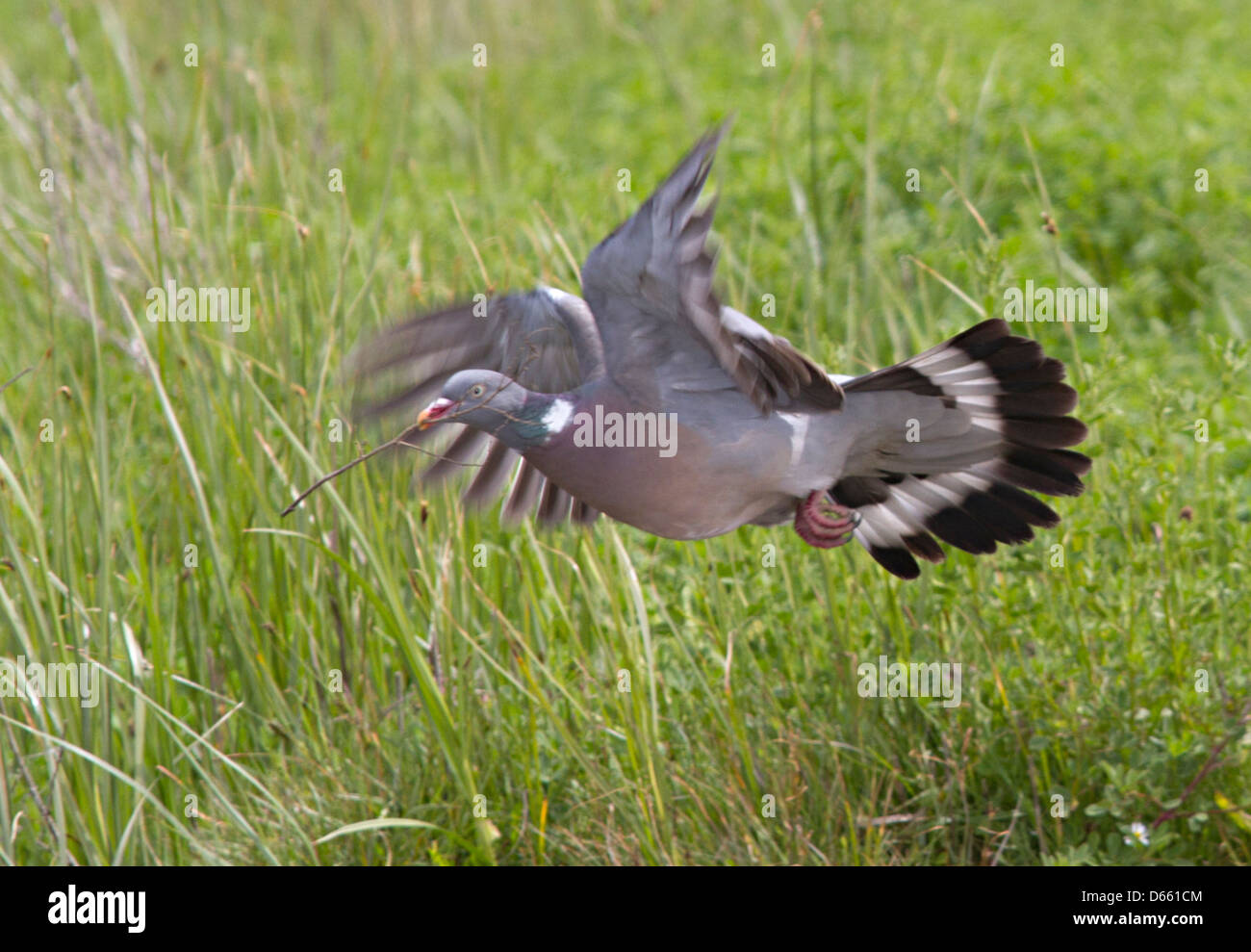 Wood Pigeon flying with nest material Stock Photo - Alamy