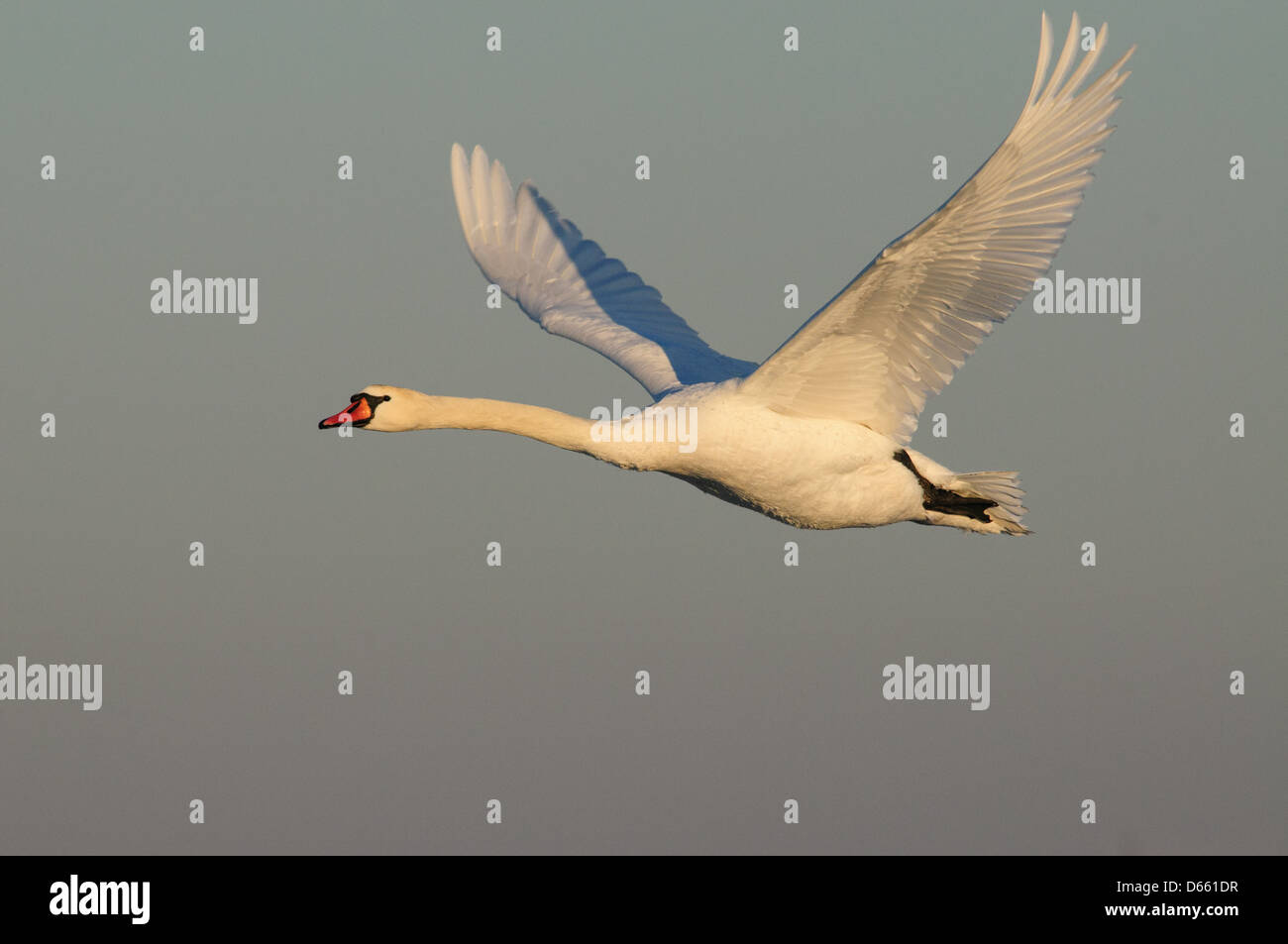 Swan in flight flying bird hi-res stock photography and images - Alamy