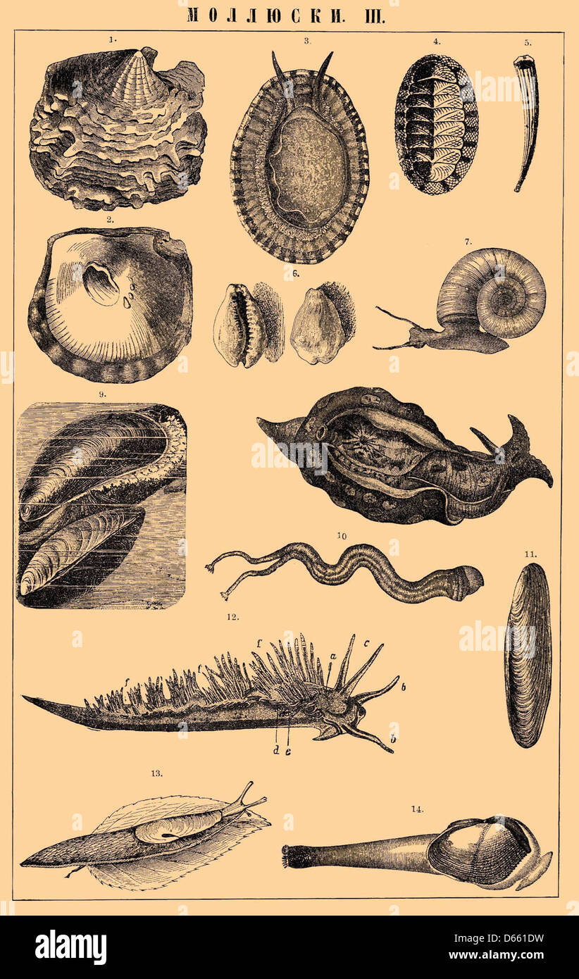 This illustration from the Brockhaus and Efron Encyclopedic Dictionary ...