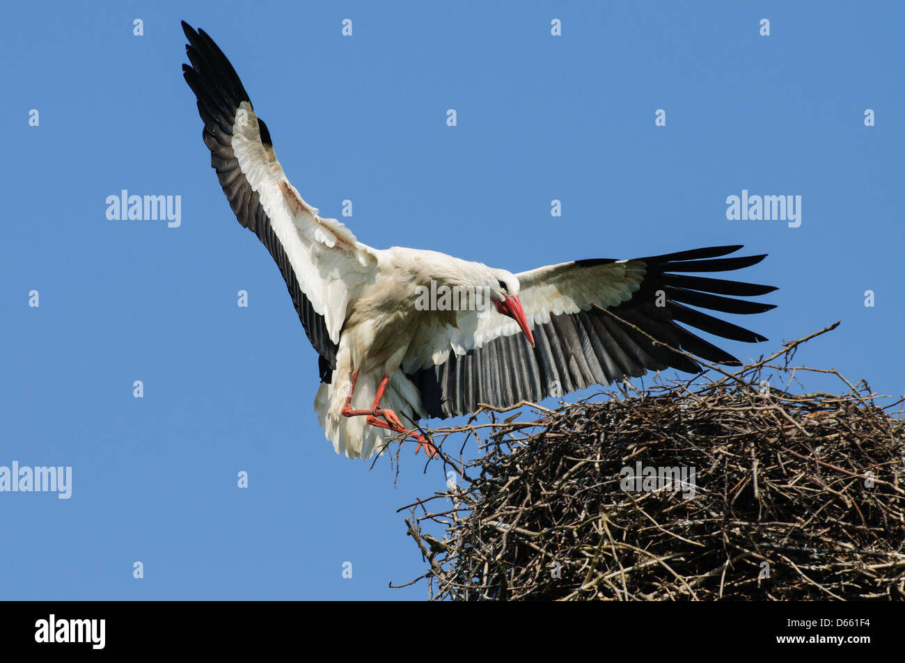 Flying white stork landing on nest Stock Photo - Alamy