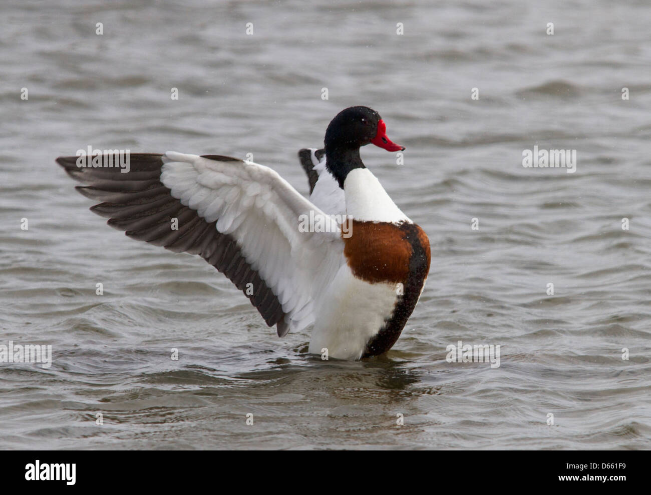 Black and white shelduck hi-res stock photography and images - Alamy