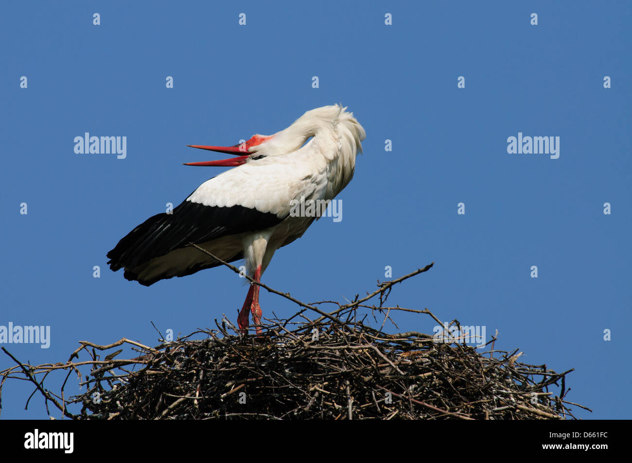 White stork netherlands hi-res stock photography and images - Alamy