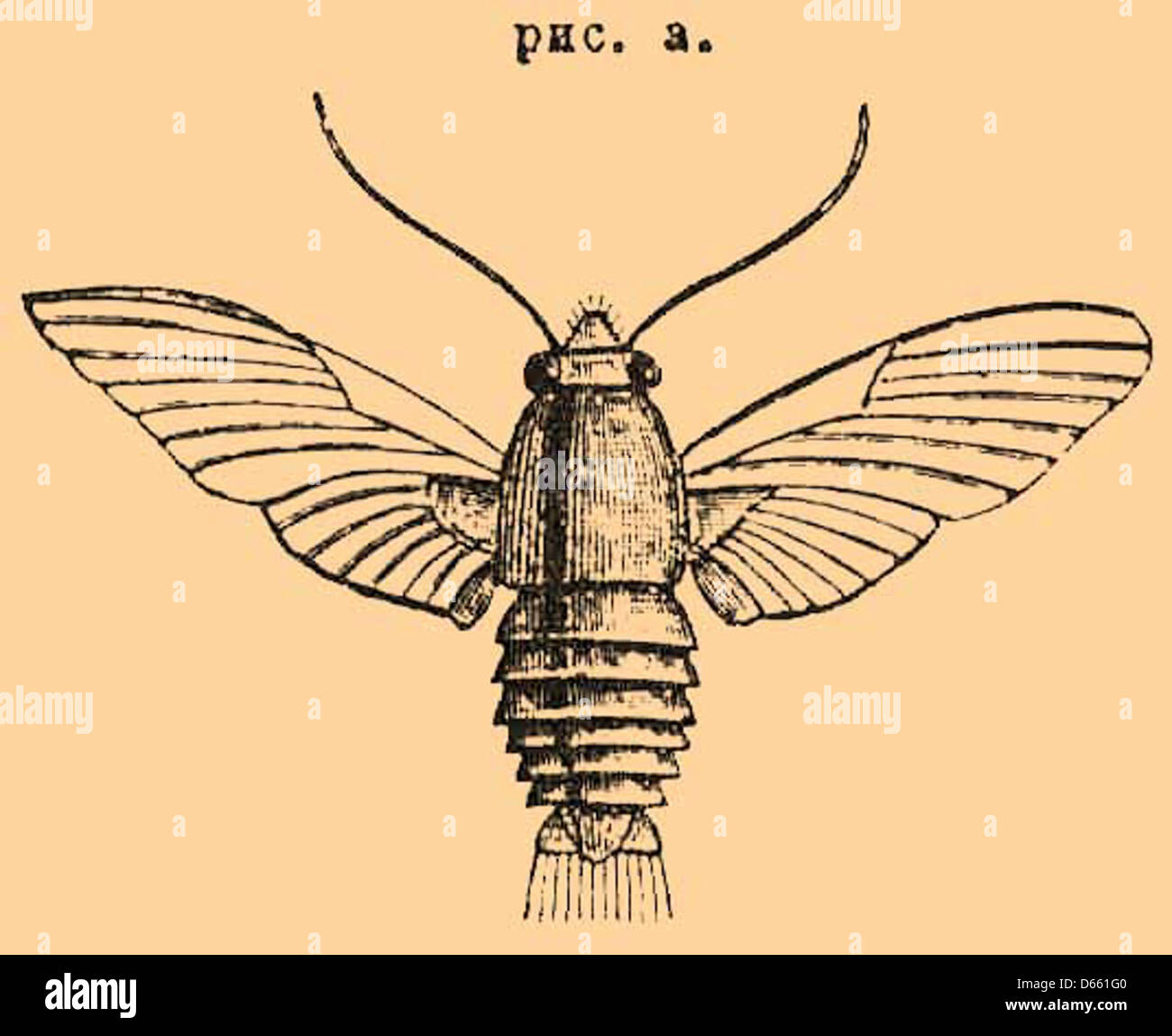 An illustration from the Brockhaus and Efron Encyclopedic Dictionary ...