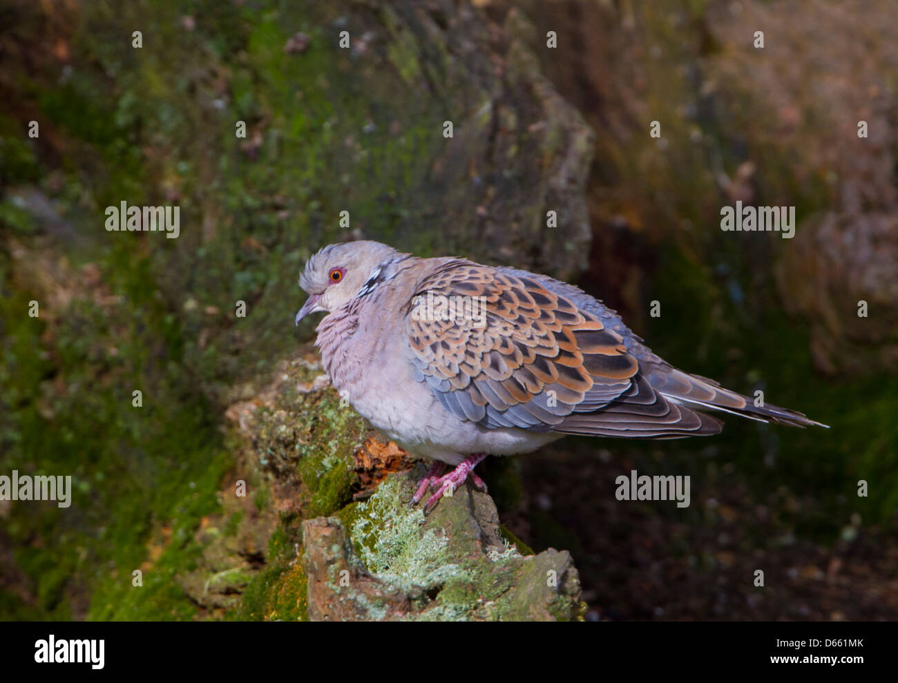 Turtle Dove on perch Stock Photo - Alamy