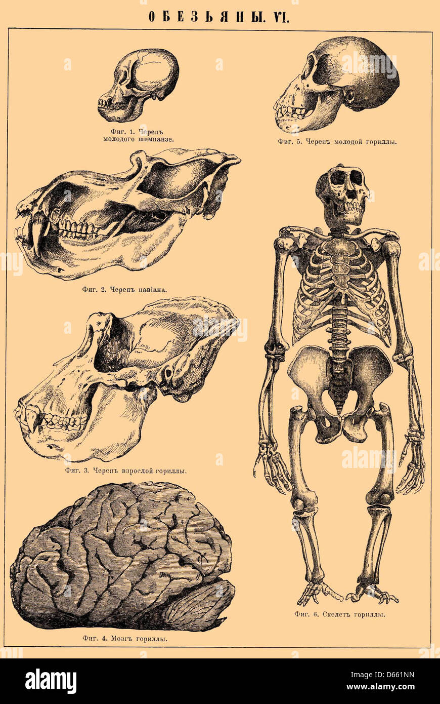 An illustration from the 1907 Brockhaus and Efron Encyclopedic ...