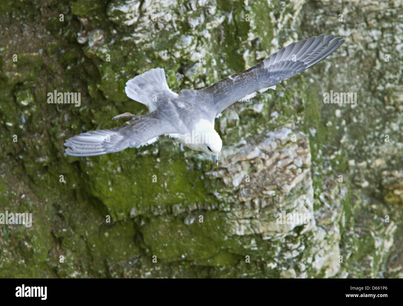 Fulmar oil hi-res stock photography and images - Alamy