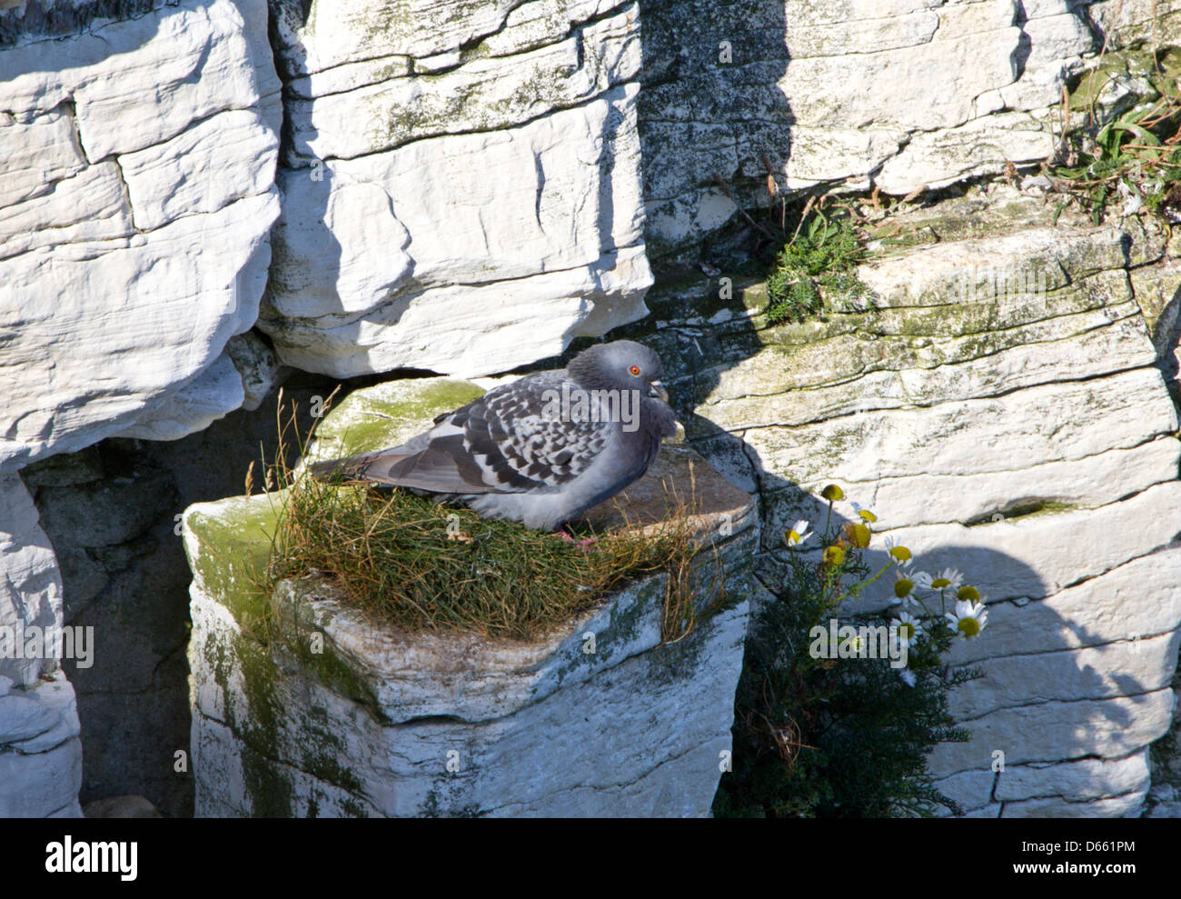 Roosting dove hi-res stock photography and images - Alamy