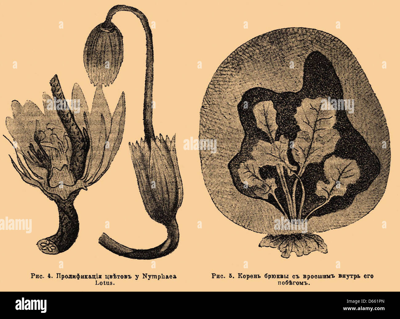 This image is from the 1907 edition of the Brockhaus and Efron ...