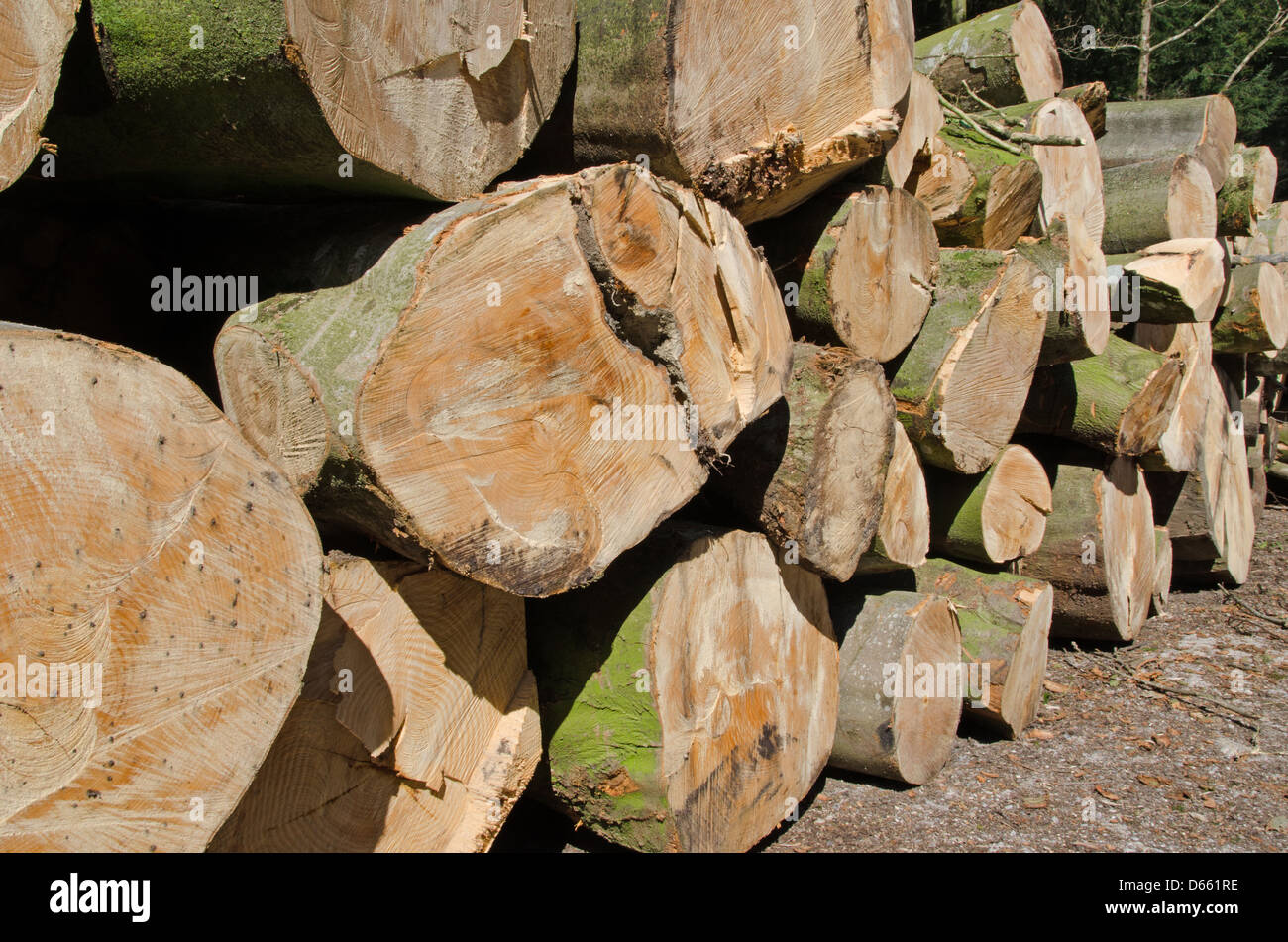 Stacked logs in forestry lumber yard Stock Photo - Alamy