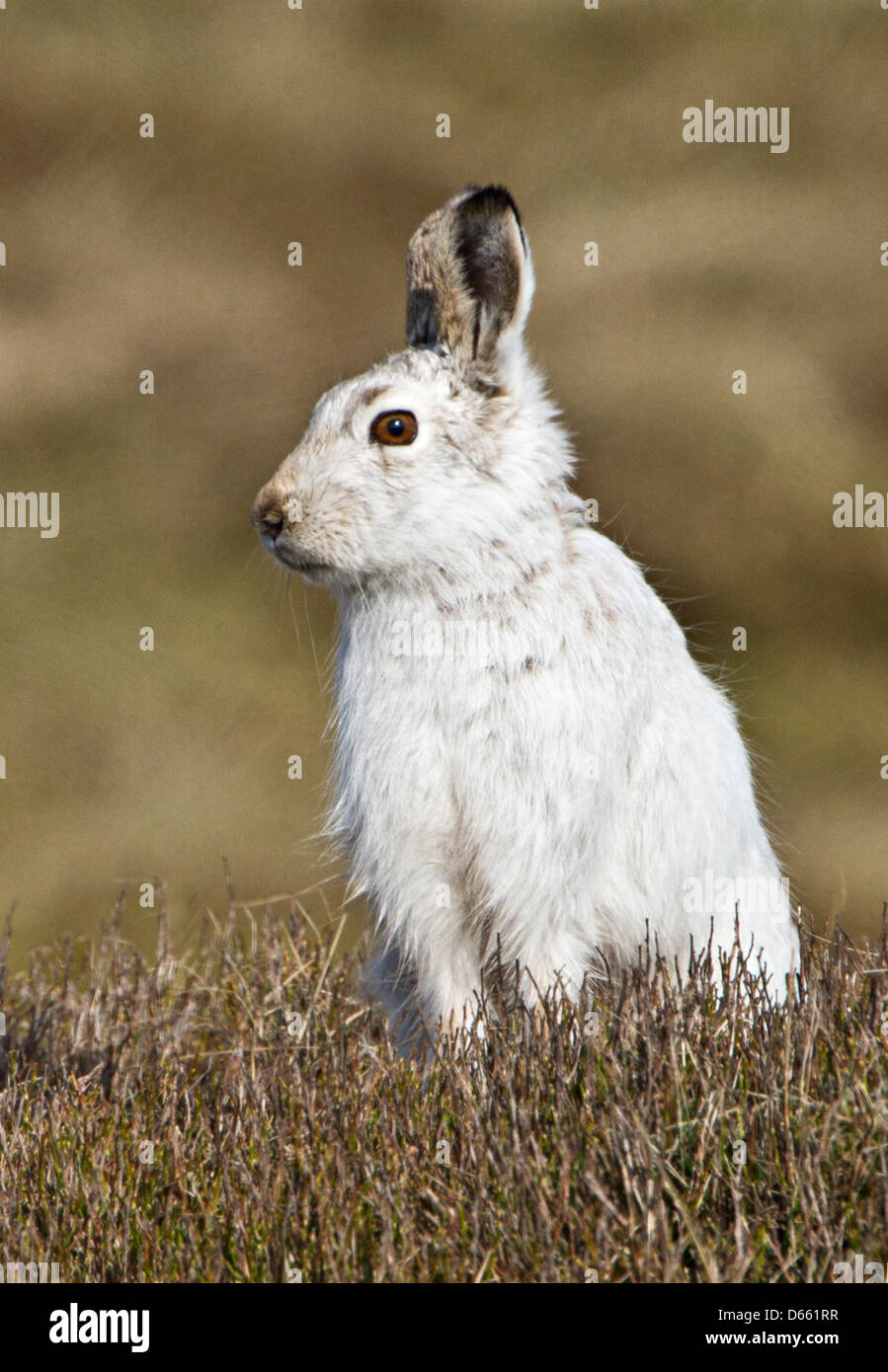 Box mountain hare hi-res stock photography and images - Alamy
