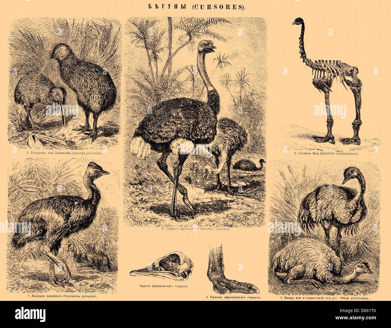 An illustration from the Brockhaus and Efron Encyclopedic Dictionary ...