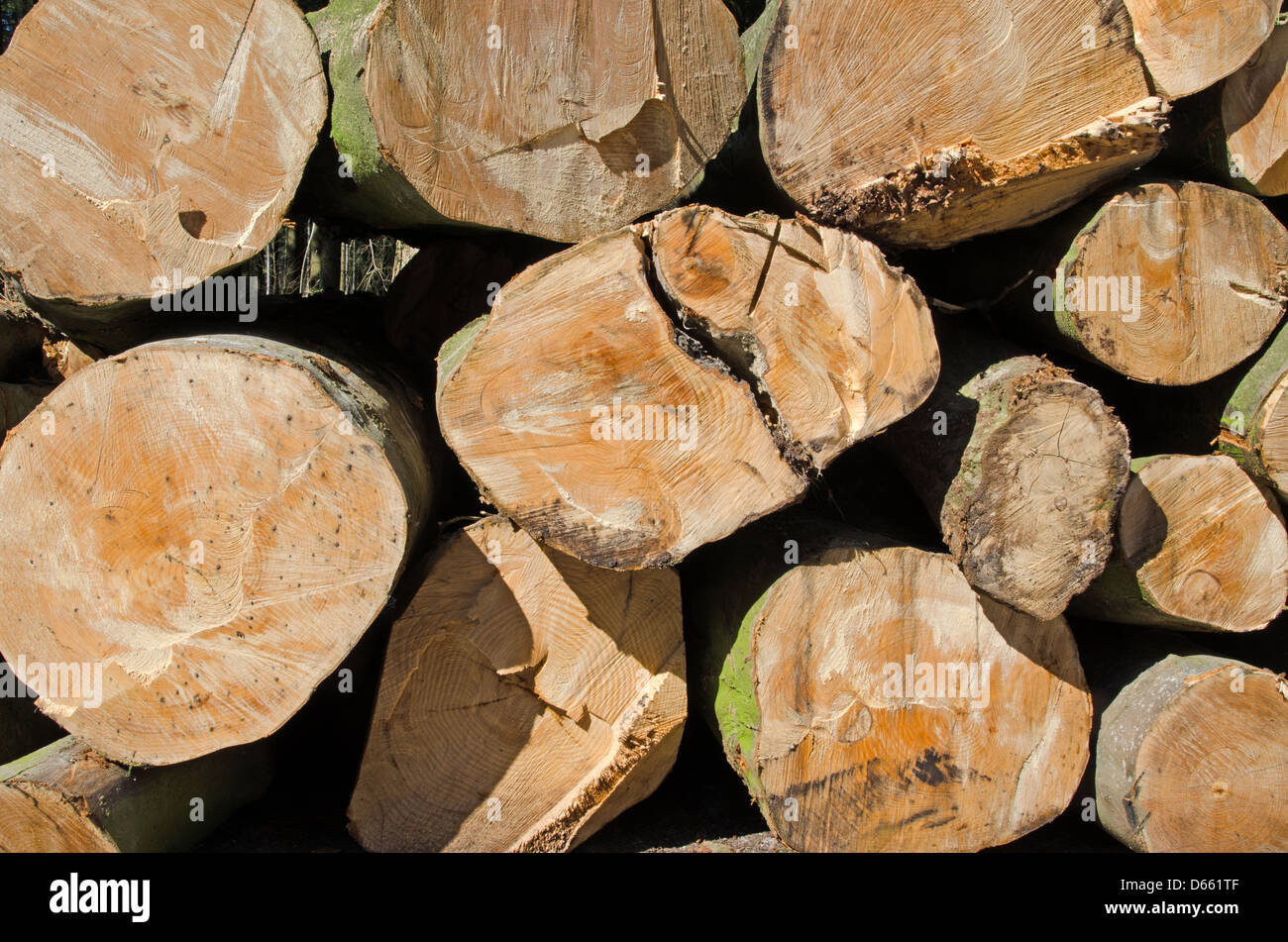 Stacked logs in forestry lumber yard Stock Photo - Alamy