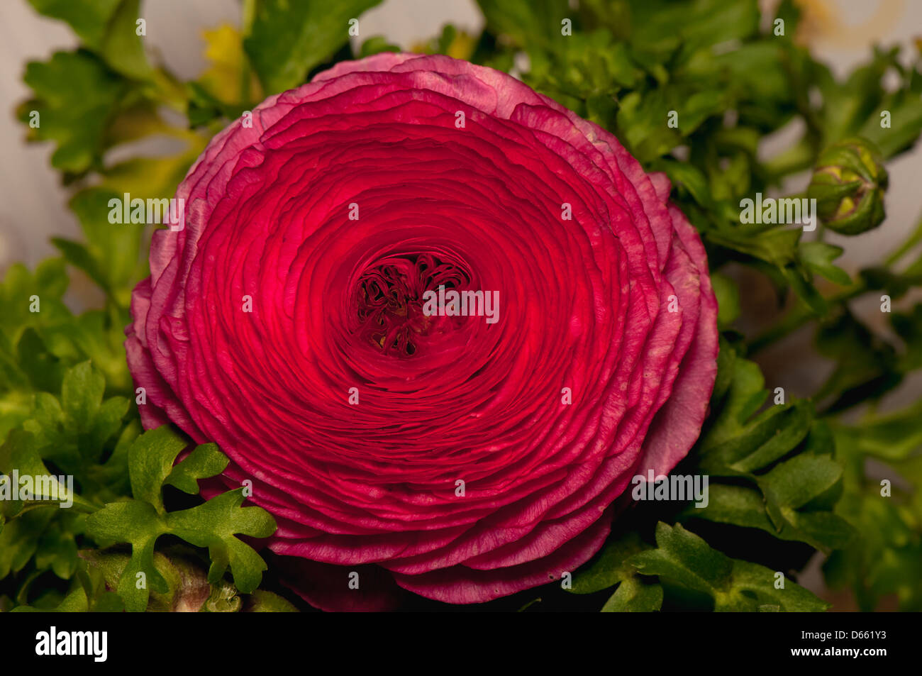 Ranunculus acris garden hi-res stock photography and images - Alamy