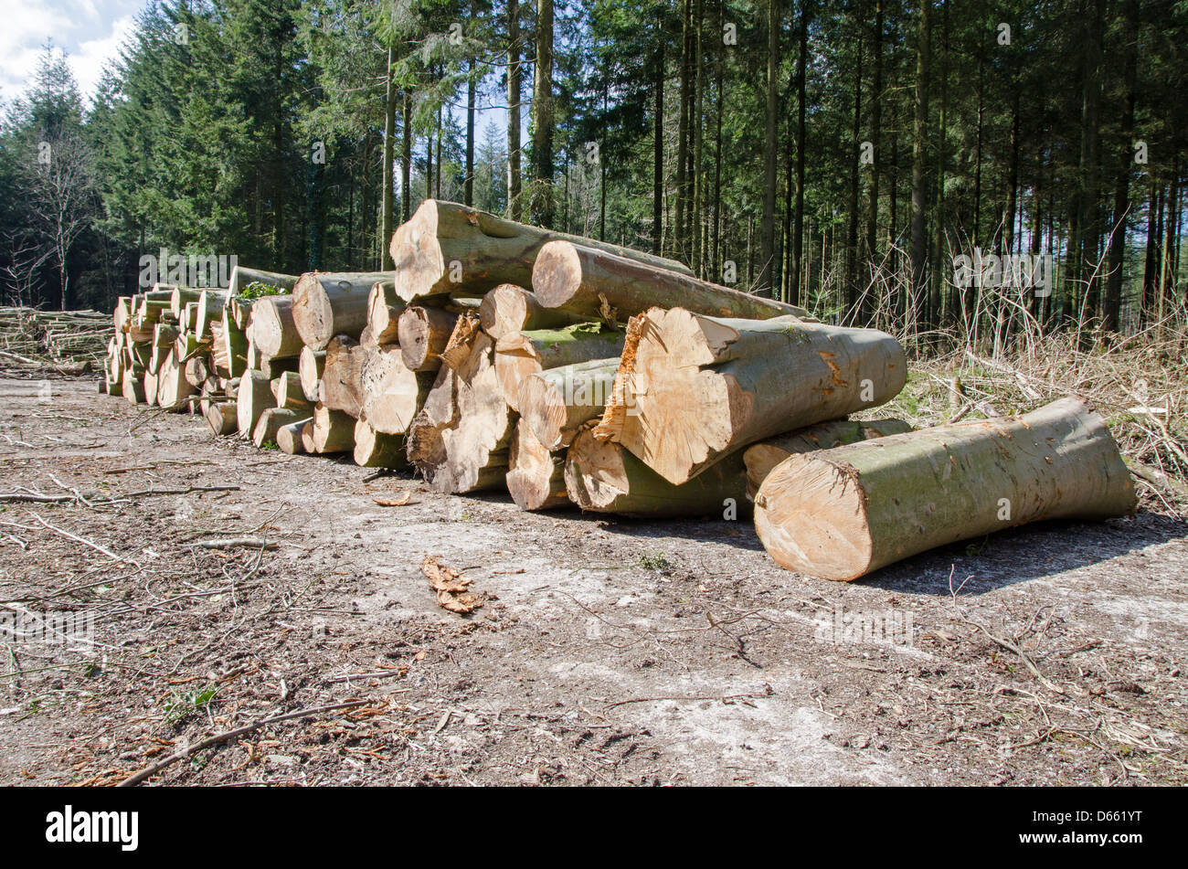 Stacked logs in forestry lumber yard Stock Photo - Alamy