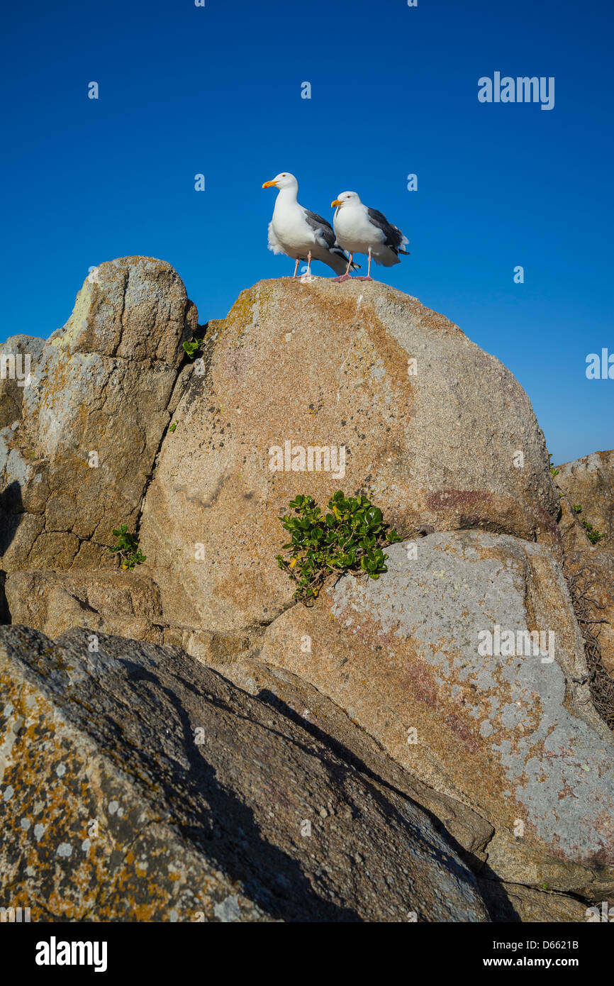 Two seagulls perch on a large rock outcropping overlooking the Pacific ...