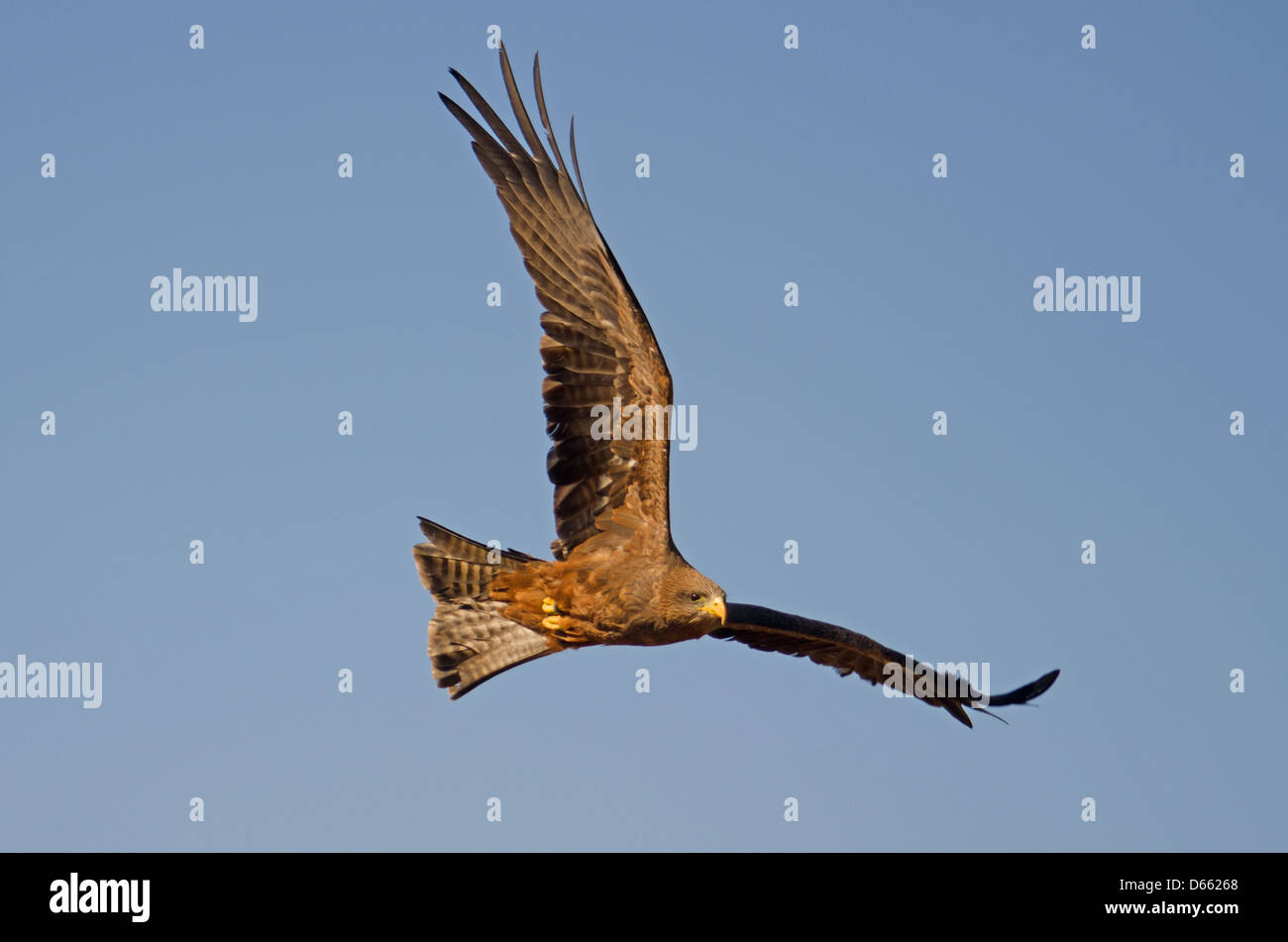 Falcon bird pray hi-res stock photography and images - Alamy